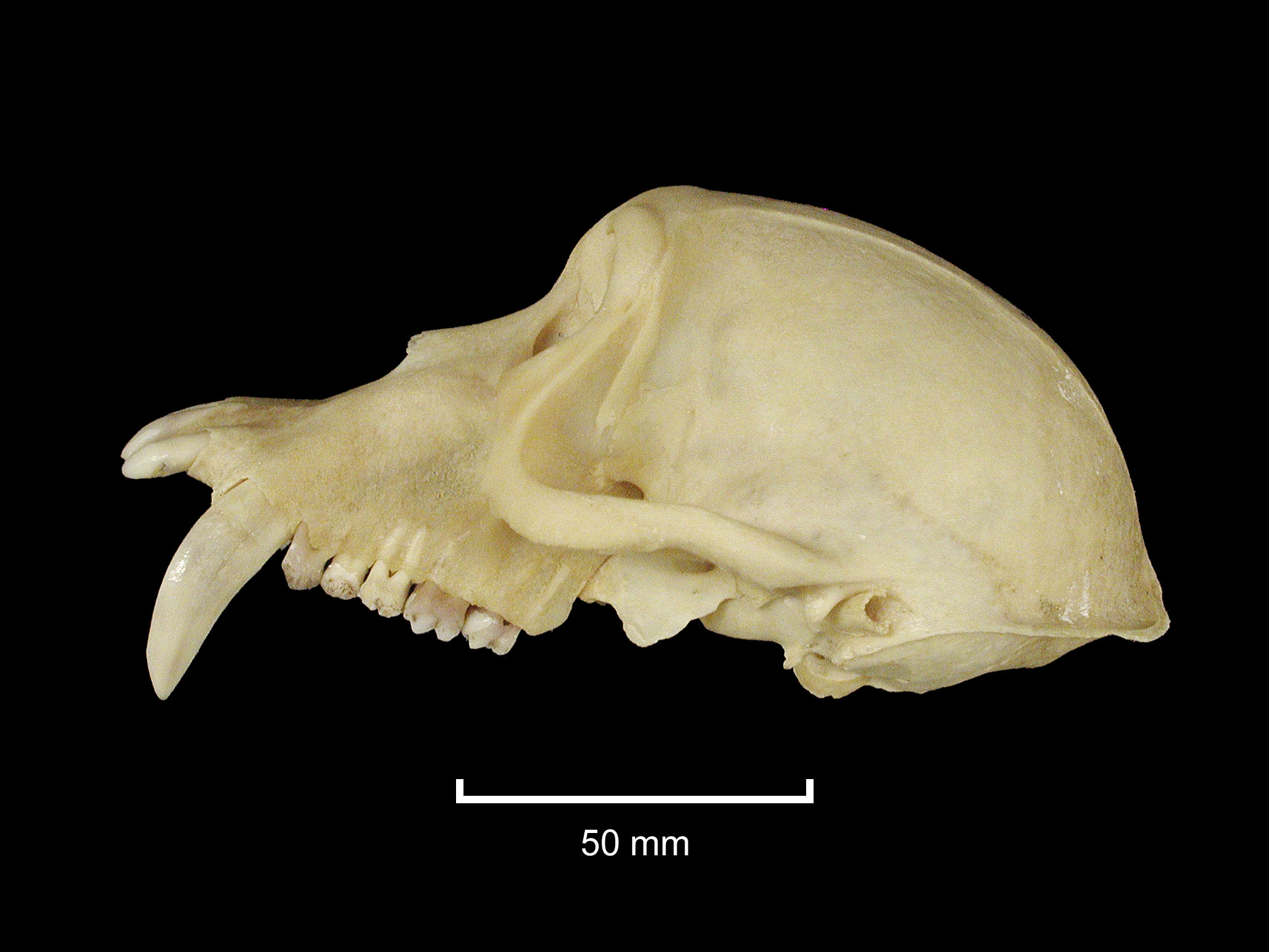 FMNH 148199 | Zoological Collections