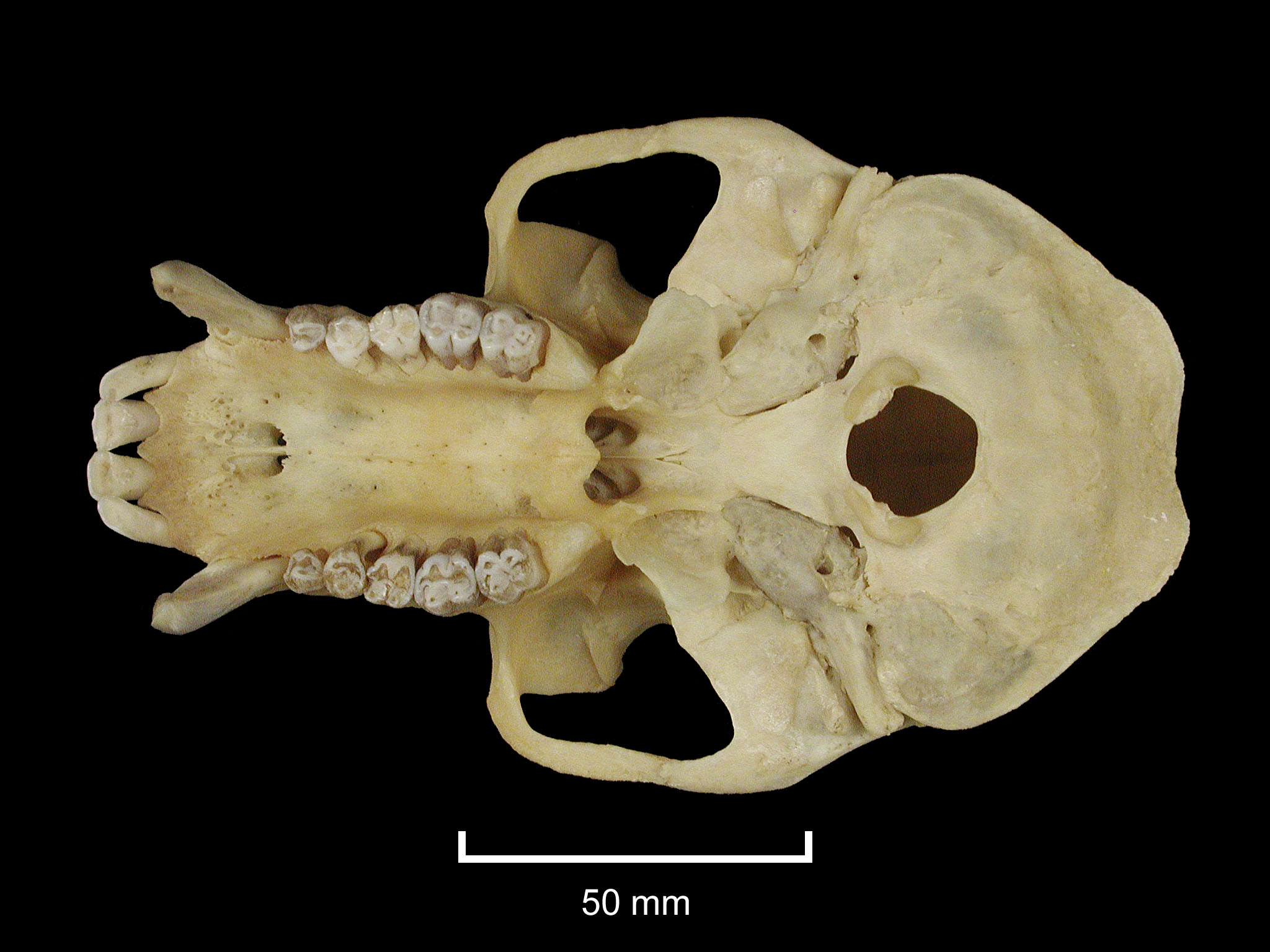 FMNH 148199 | Zoological Collections