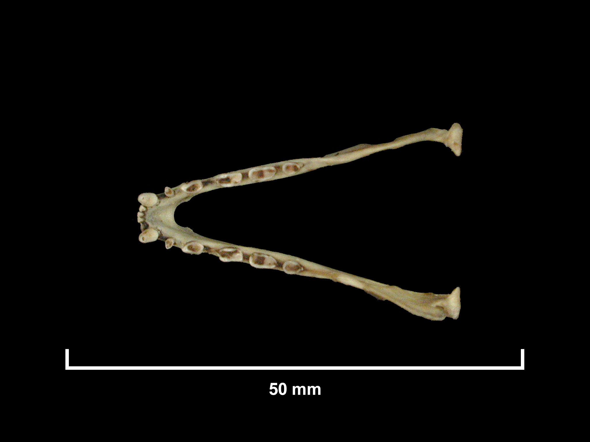 Epomophorus labiatus (Temminck, 1837)