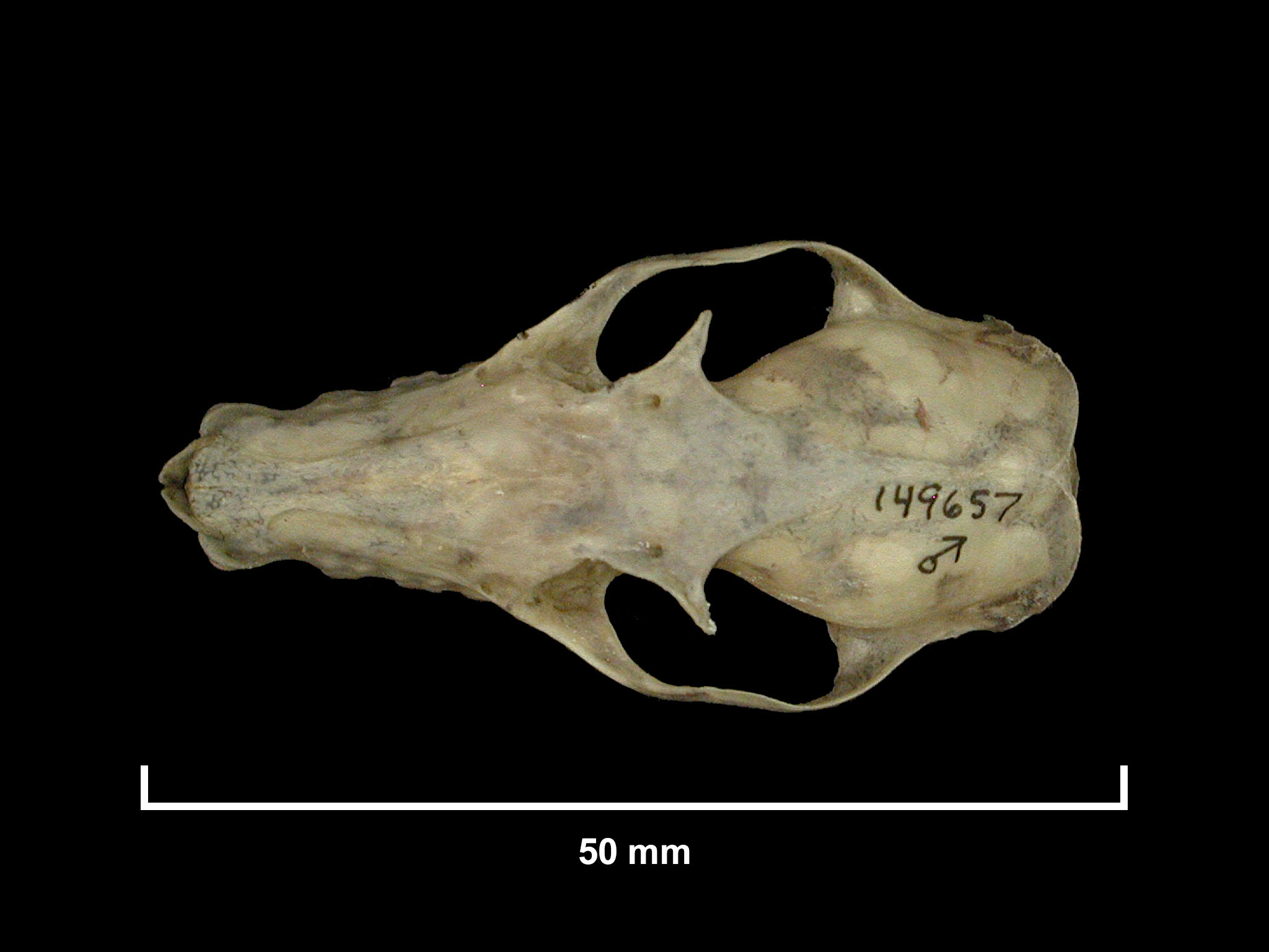 Epomophorus labiatus (Temminck, 1837)