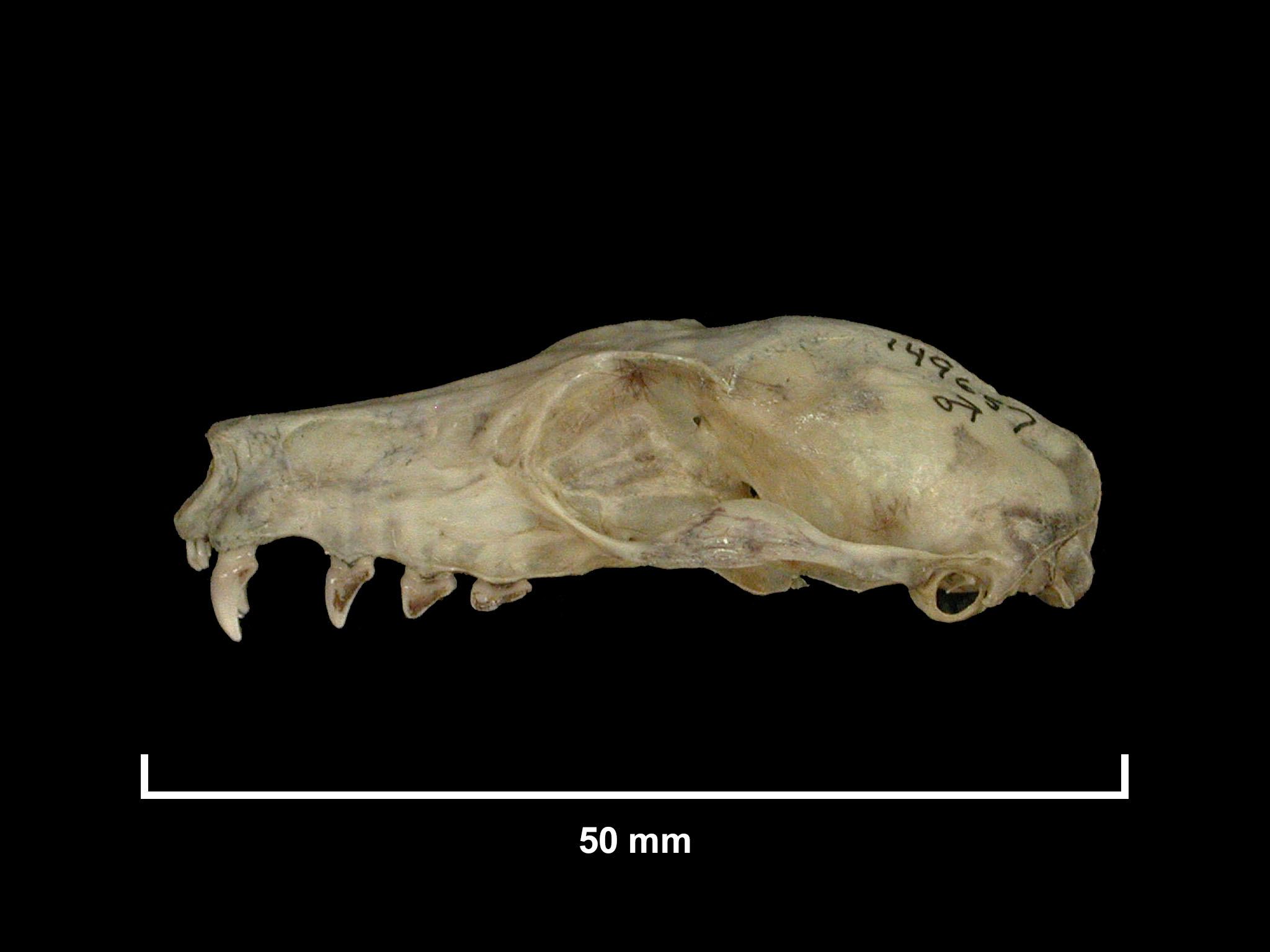 Epomophorus labiatus (Temminck, 1837)