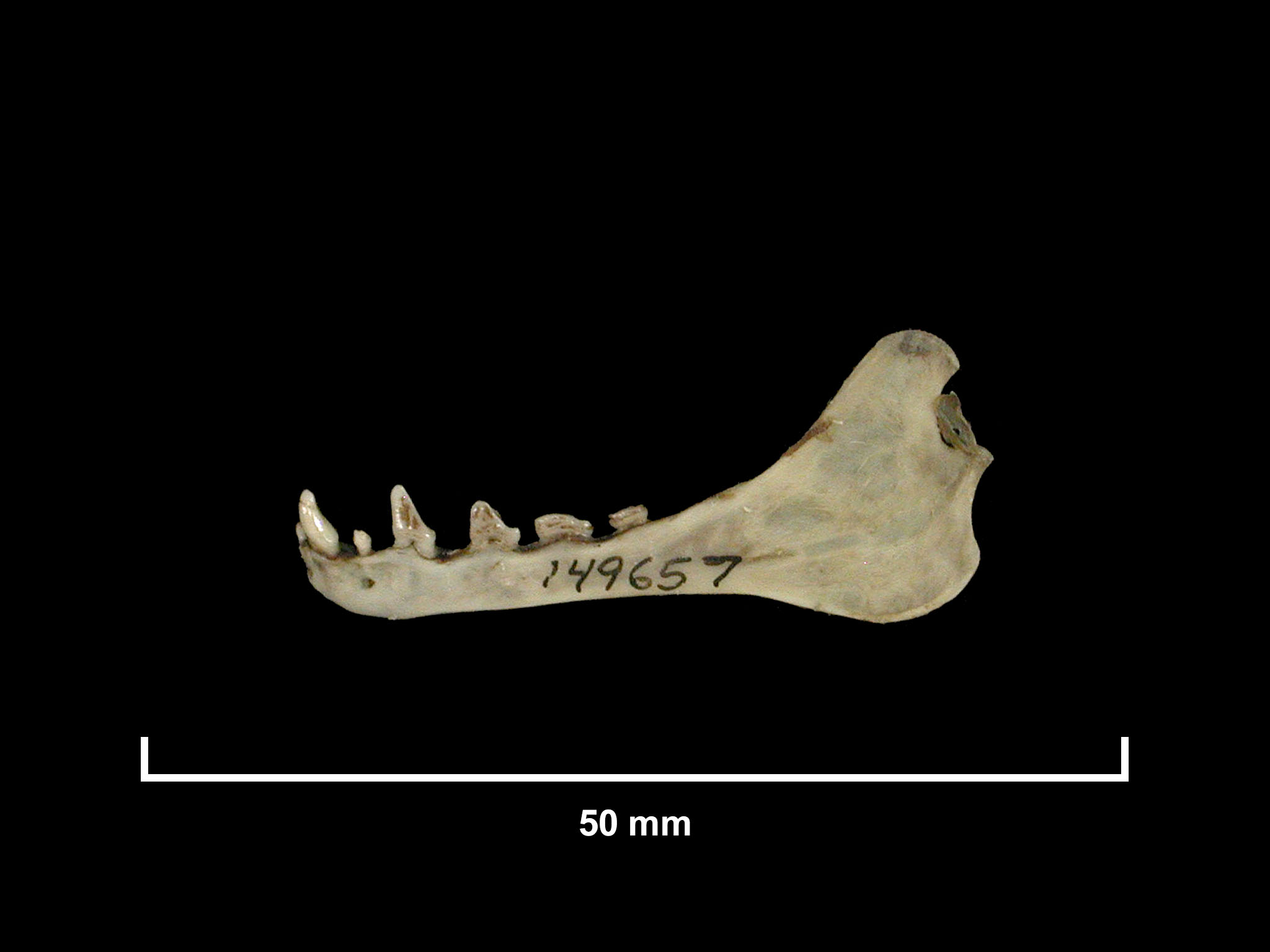 Epomophorus labiatus (Temminck, 1837)