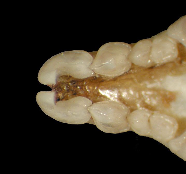 FMNH 149982 | Zoological Collections