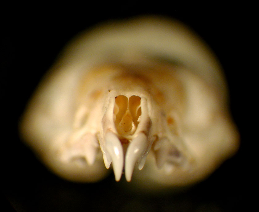 Crocidura hildegardeae Thomas, 1904