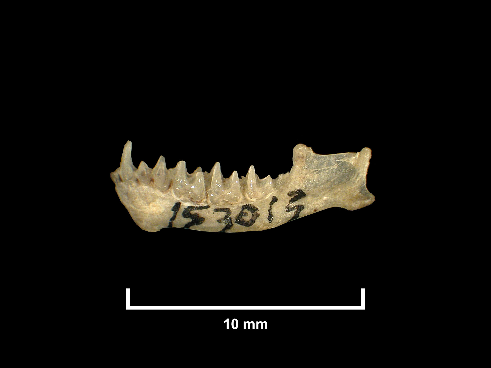 FMNH 153013 | Zoological Collections