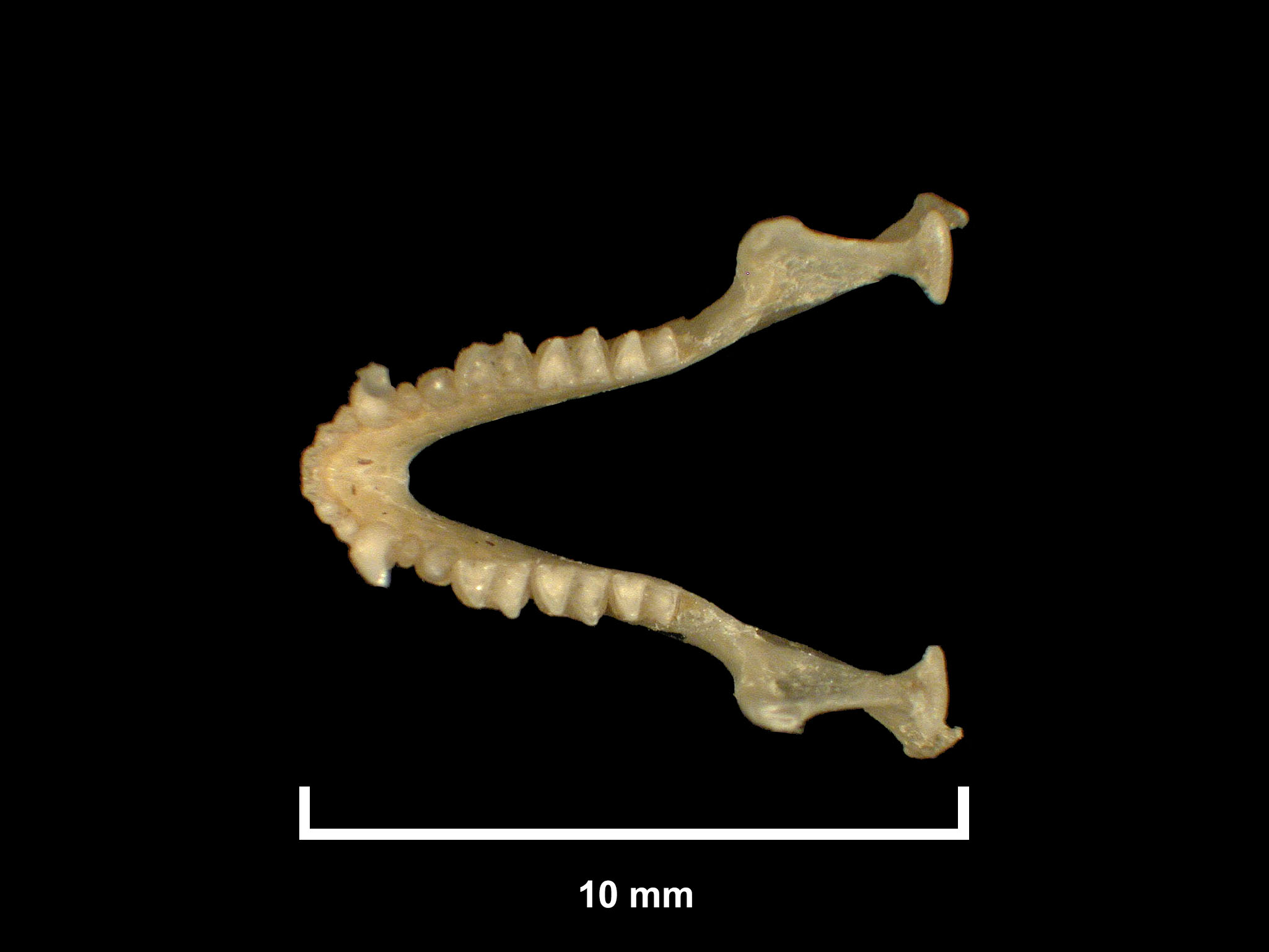 Afronycteris nanus (Peters, 1852)