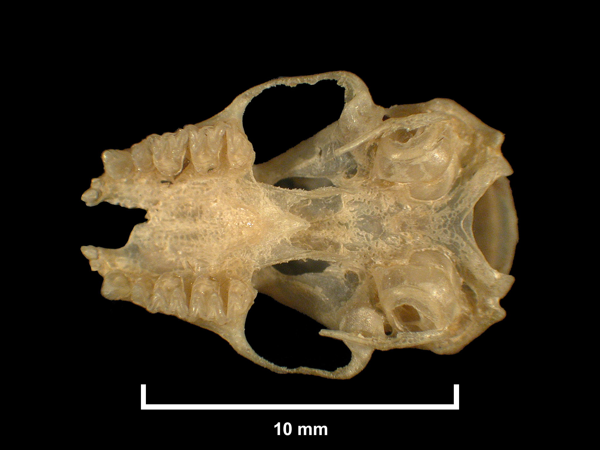 Afronycteris nanus (Peters, 1852)