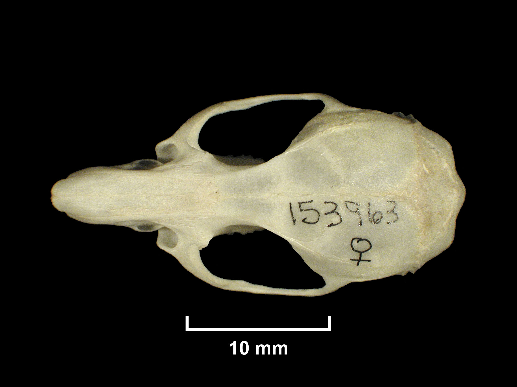 Mastomys natalensis (A.Smith, 1834)