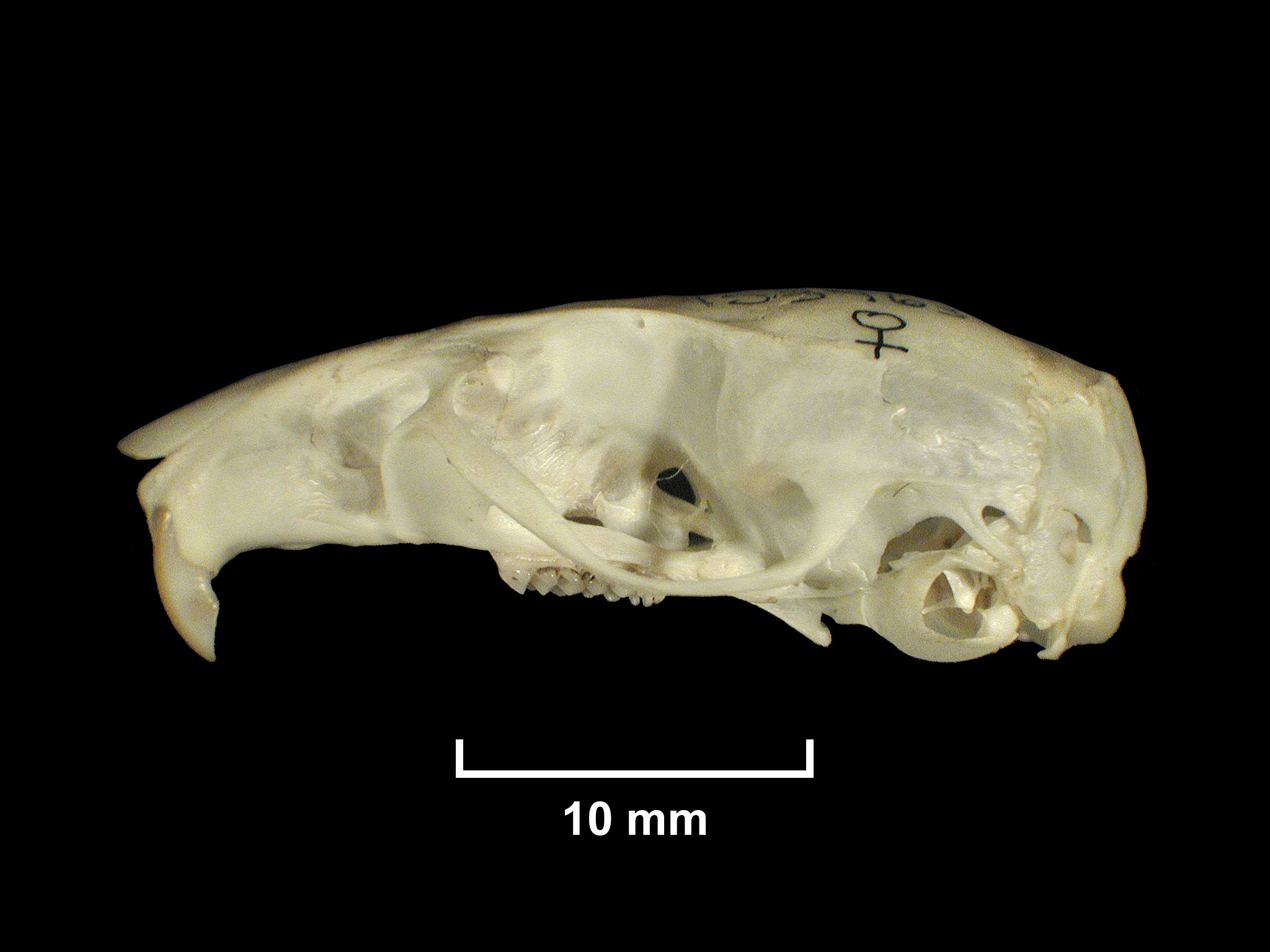 Mastomys natalensis (A.Smith, 1834)