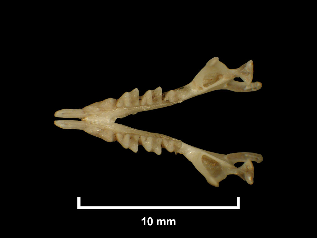 Myosorex kihaulei Stanley & Hutterer, 2000