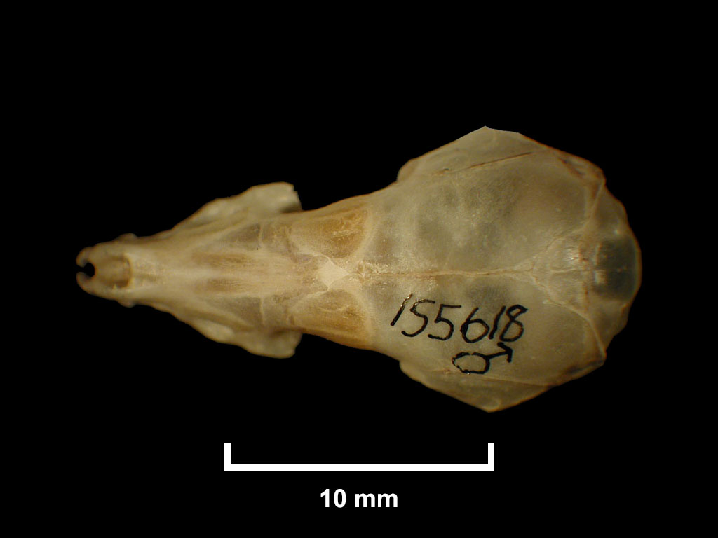 Myosorex kihaulei Stanley & Hutterer, 2000