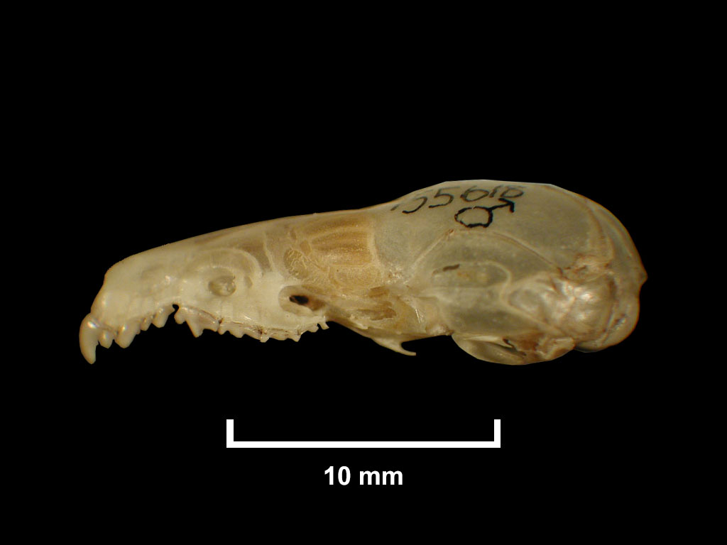 Myosorex kihaulei Stanley & Hutterer, 2000