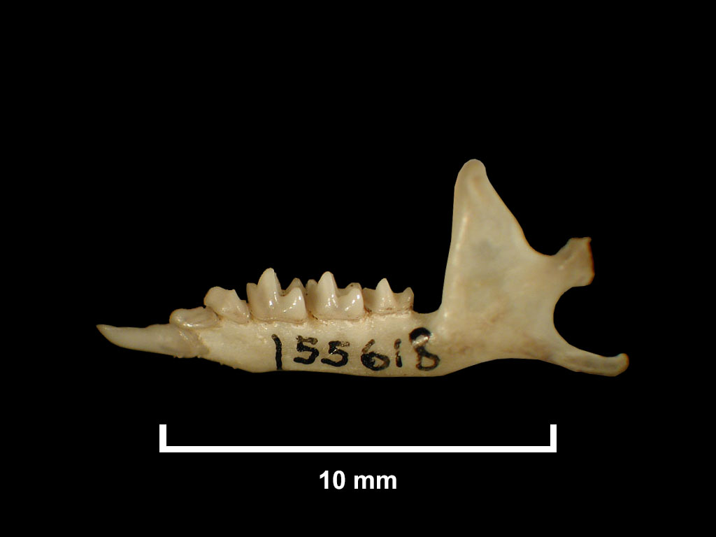 Myosorex kihaulei Stanley & Hutterer, 2000