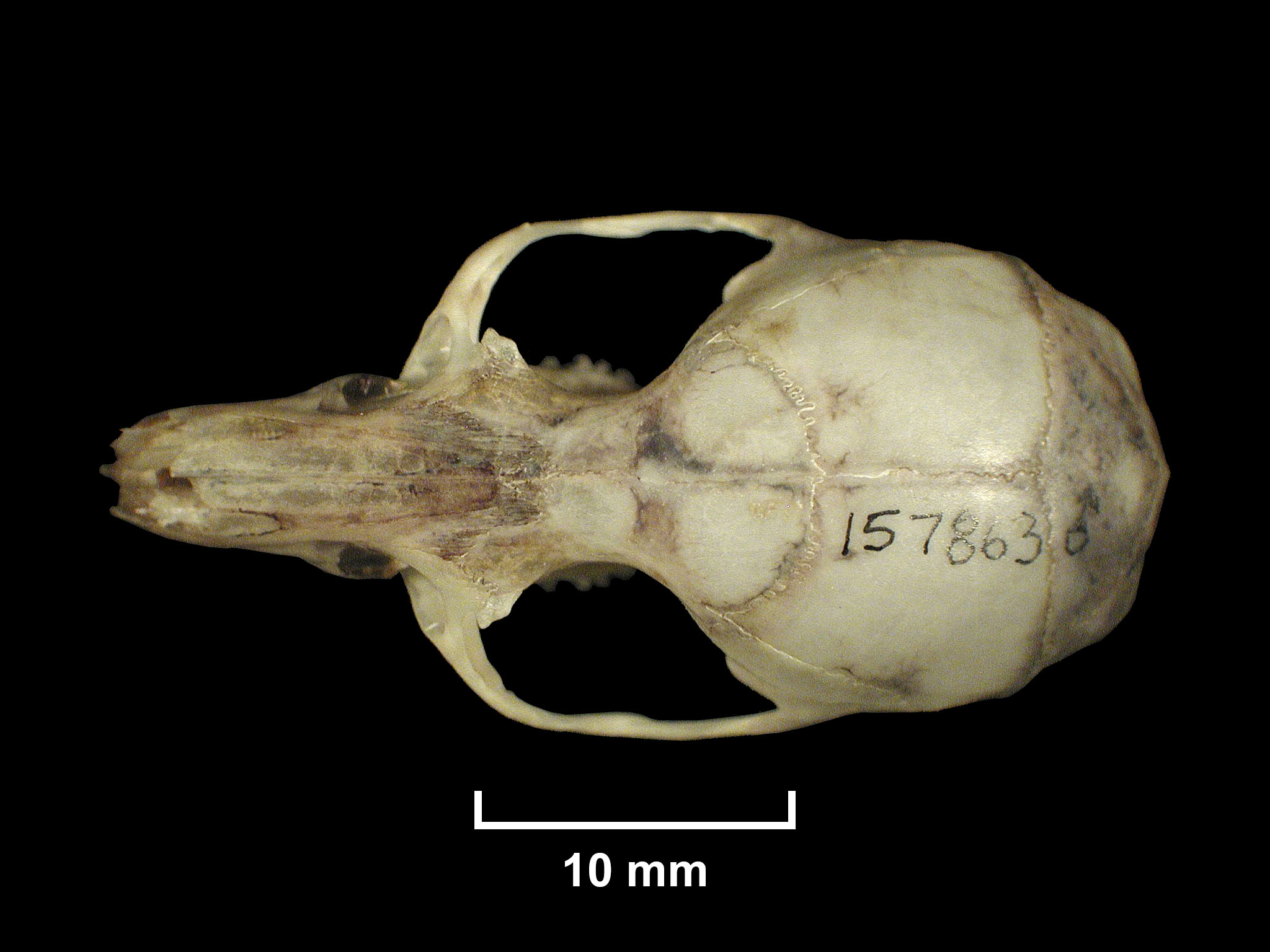 Colomys goslingi Thomas & Wroughton, 1907