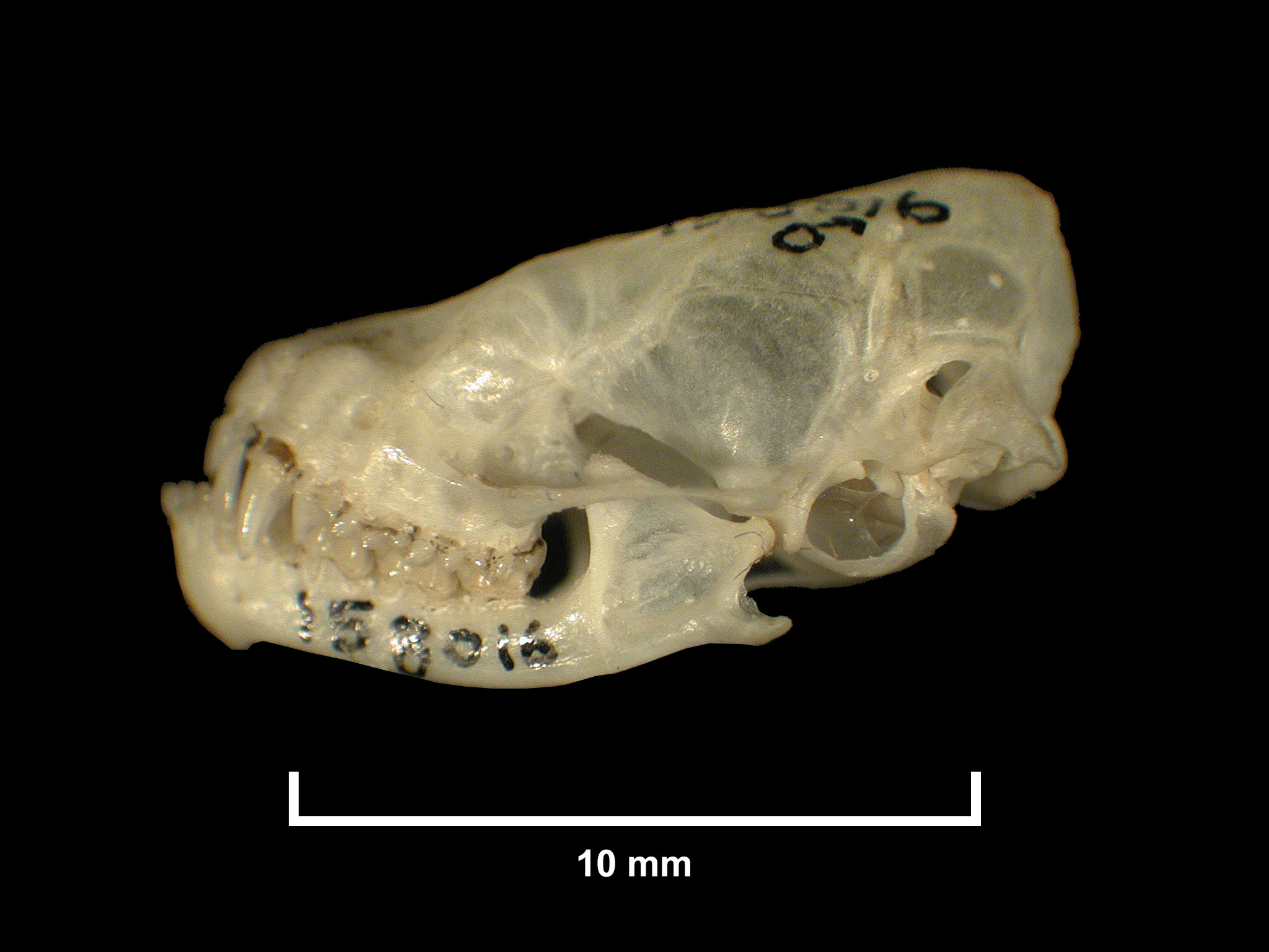 FMNH 158016 | Zoological Collections