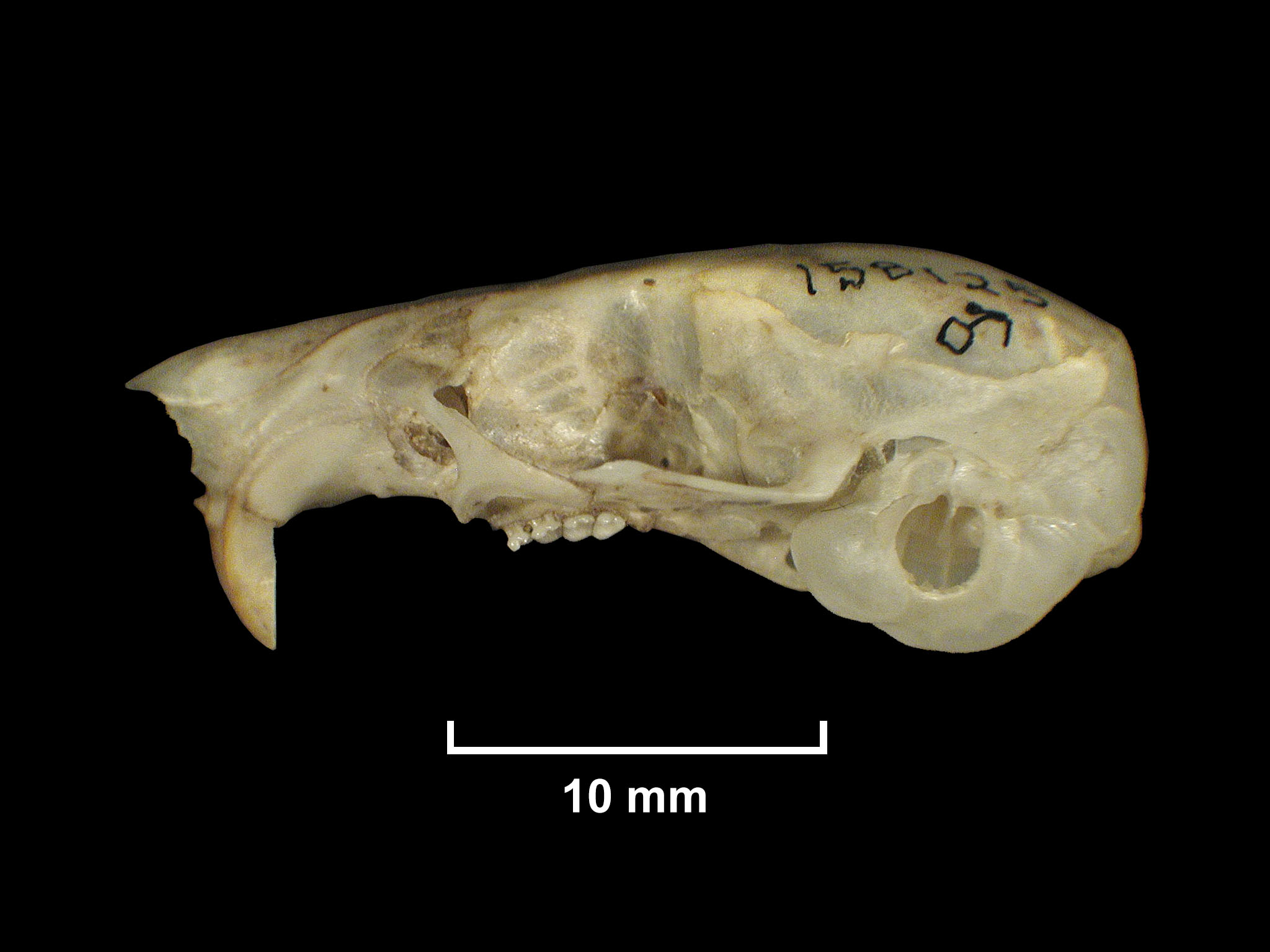 Graphiurus microtis (Noack, 1887)