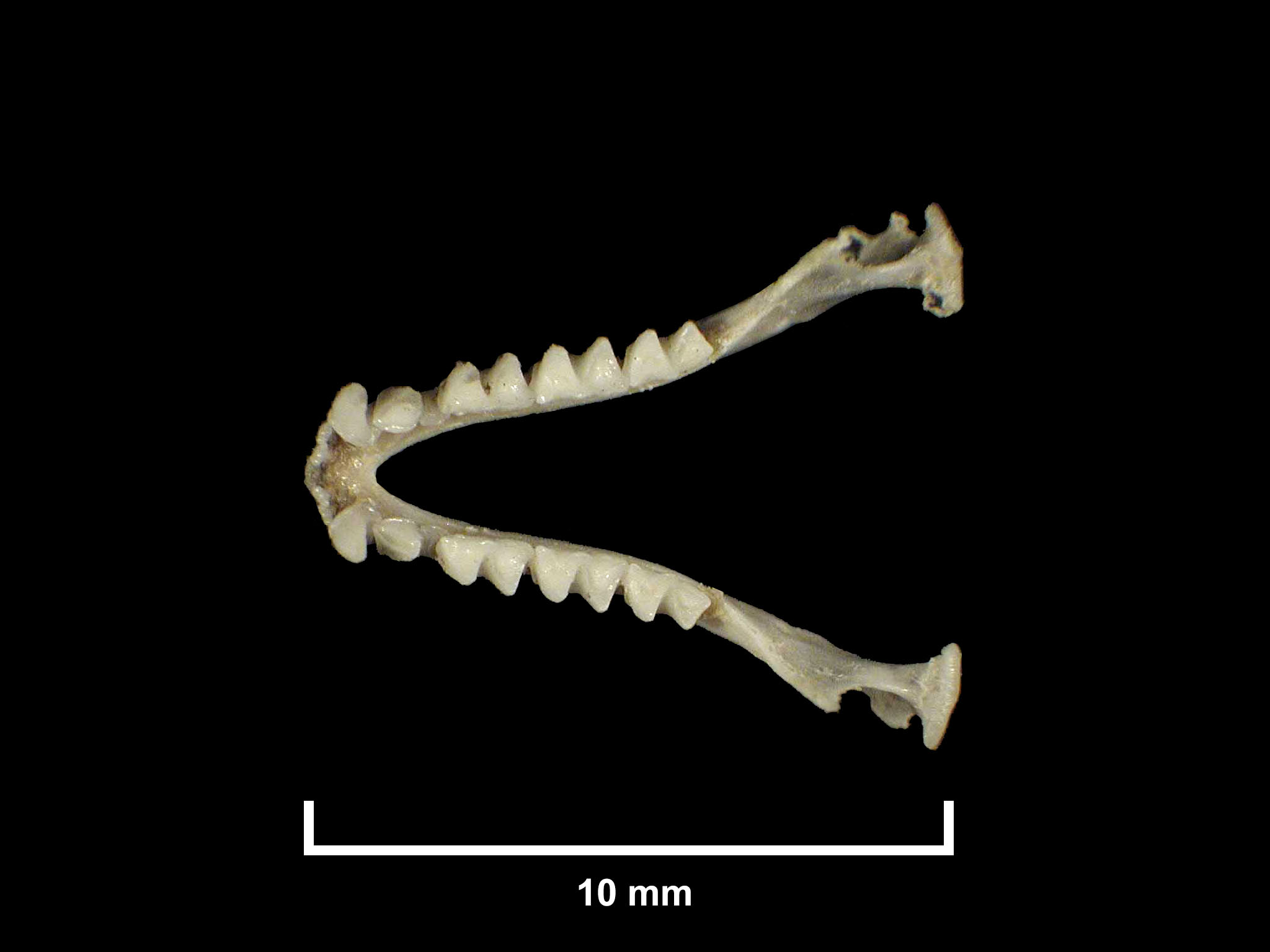 Nycteris hispida (Schreber, 1775)