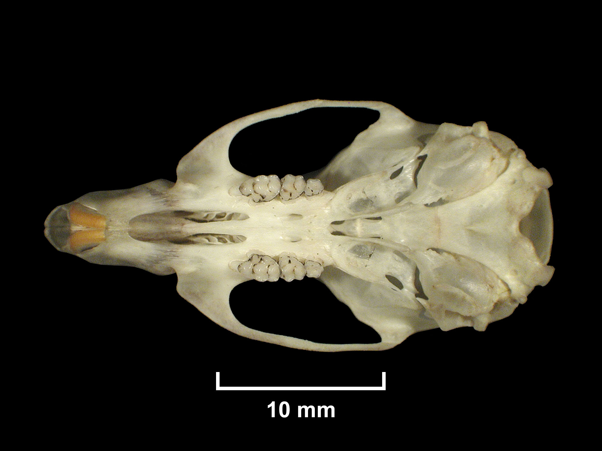 Mastomys natalensis (A.Smith, 1834)