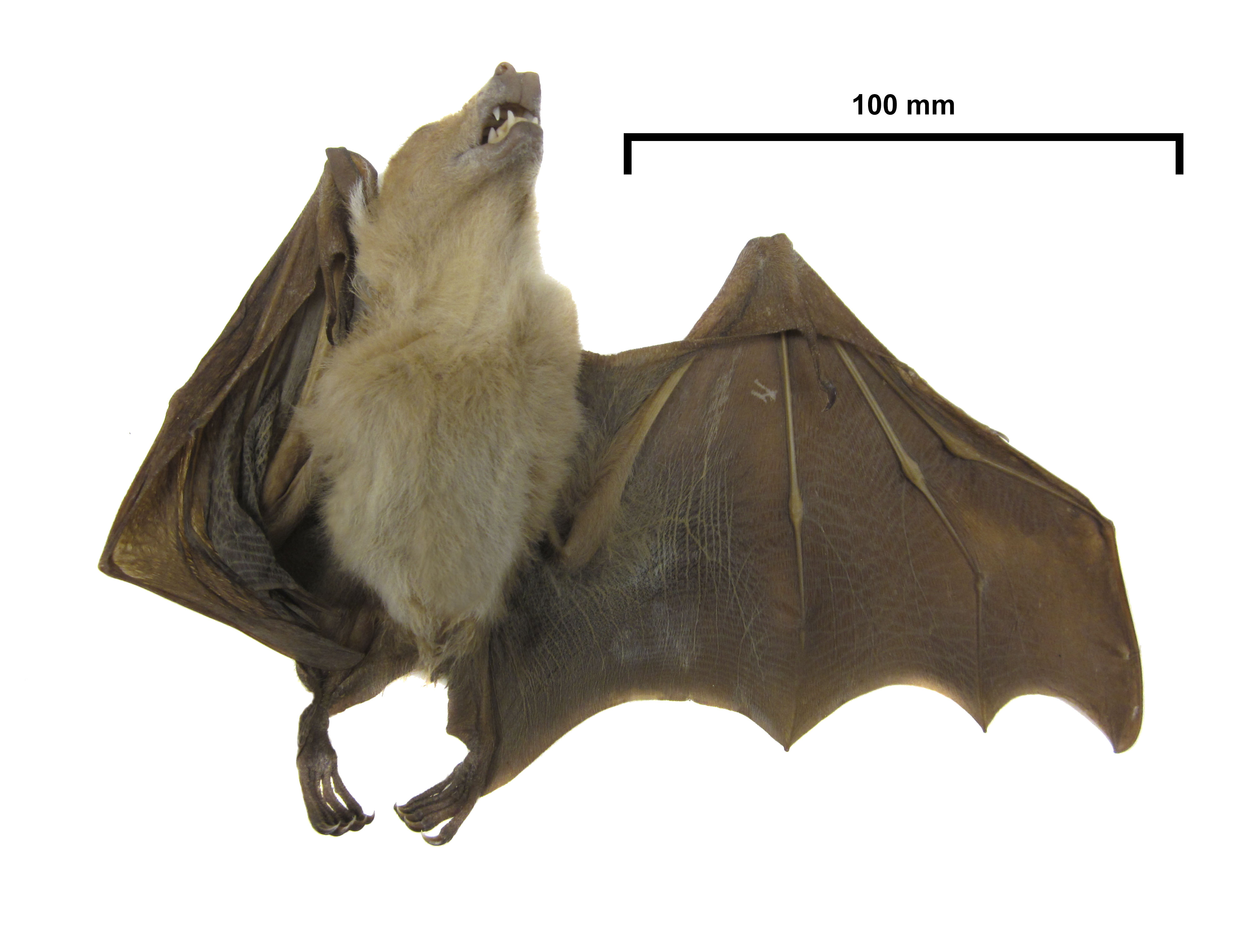 Epomophorus labiatus (Temminck, 1837)