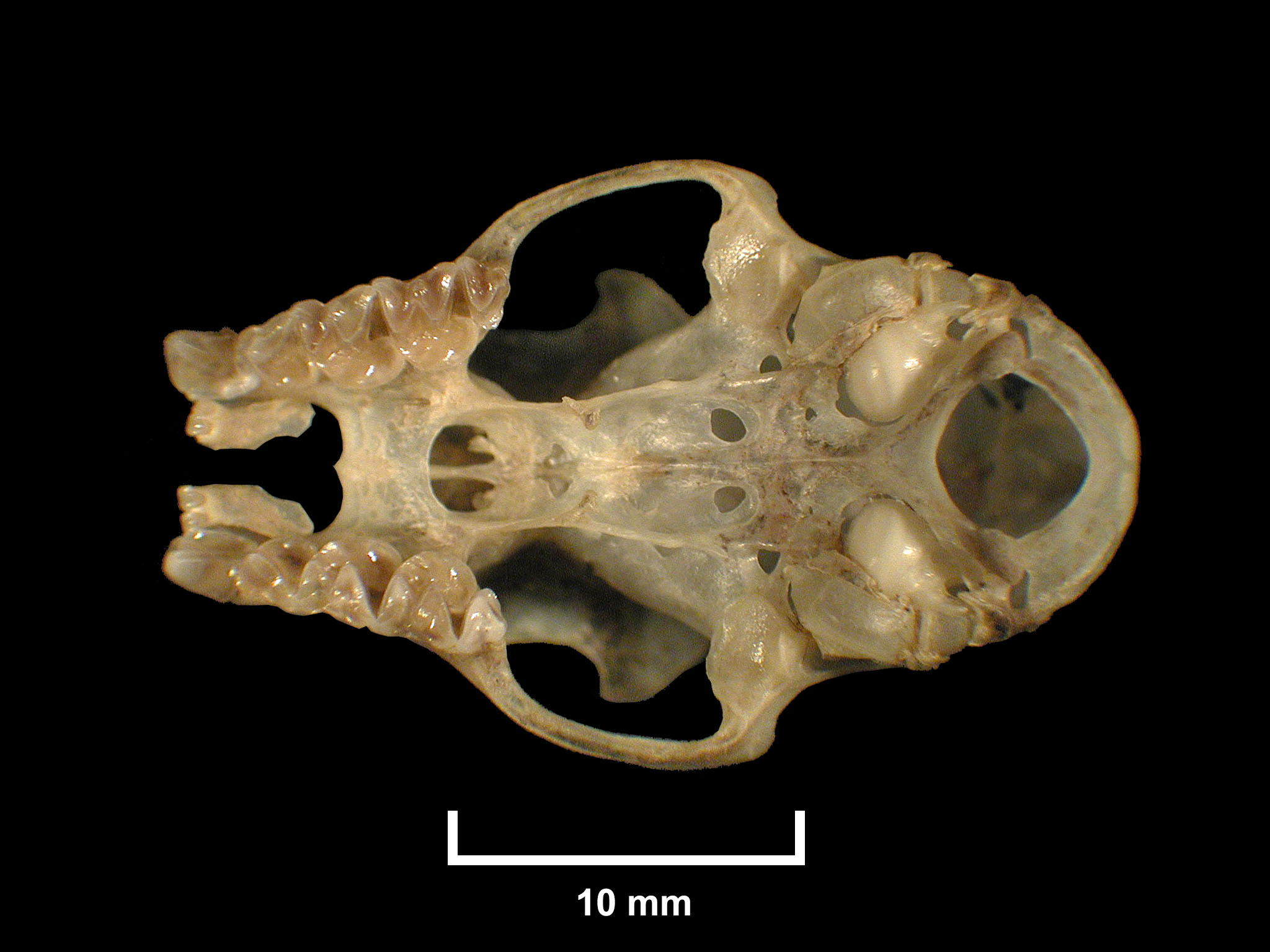 FMNH 168092 | Zoological Collections