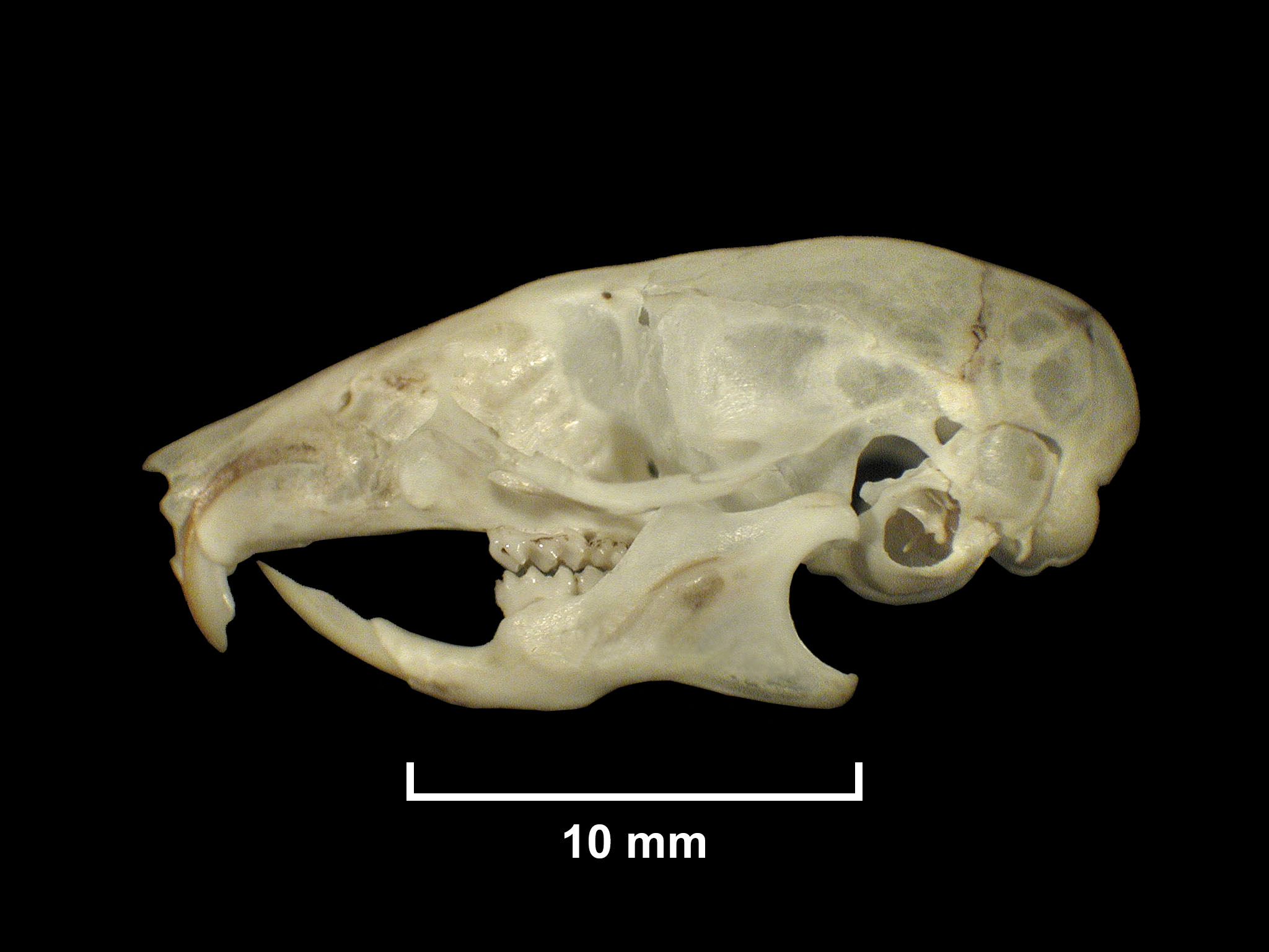 FMNH 168098 | Zoological Collections