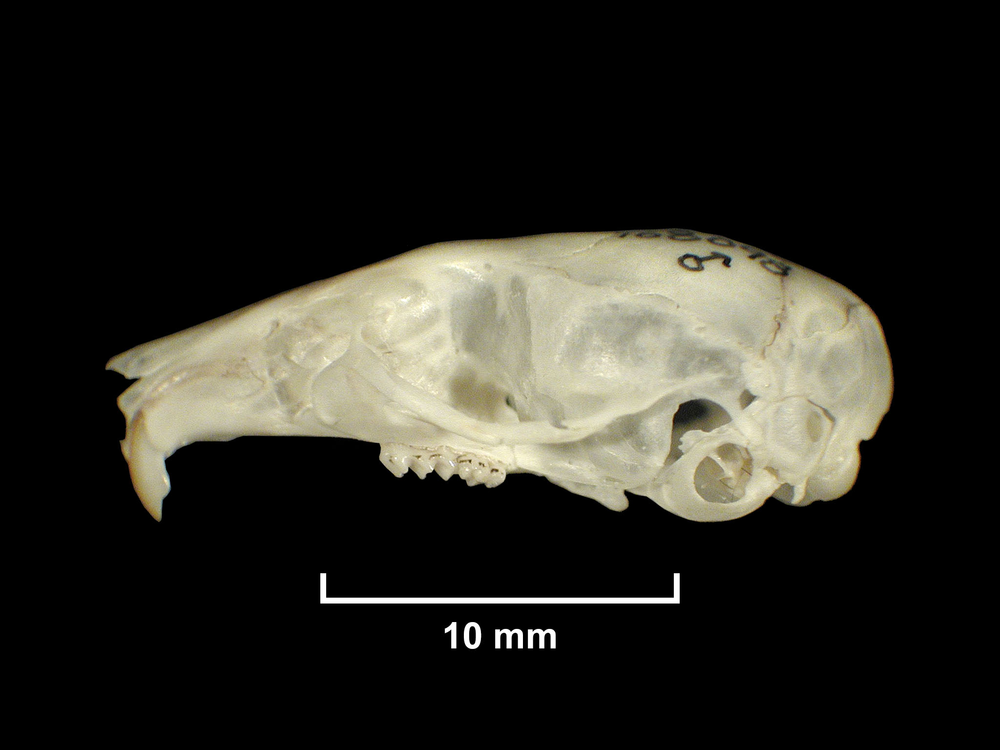 FMNH 168098 | Zoological Collections