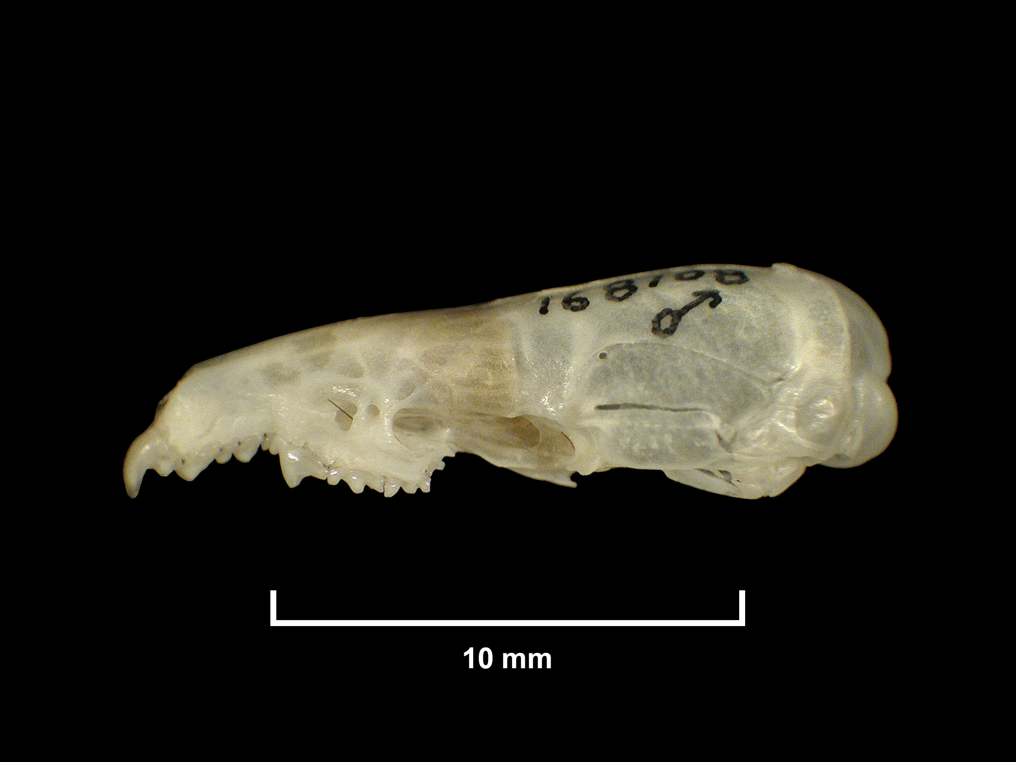 Suncus varilla (Thomas, 1895)