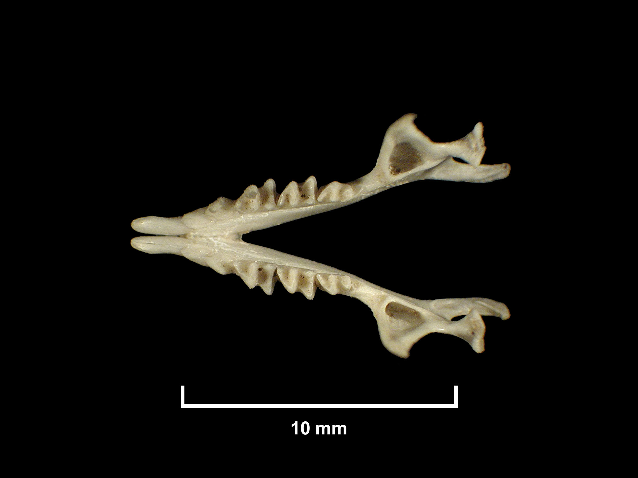 Myosorex kihaulei Stanley & Hutterer, 2000