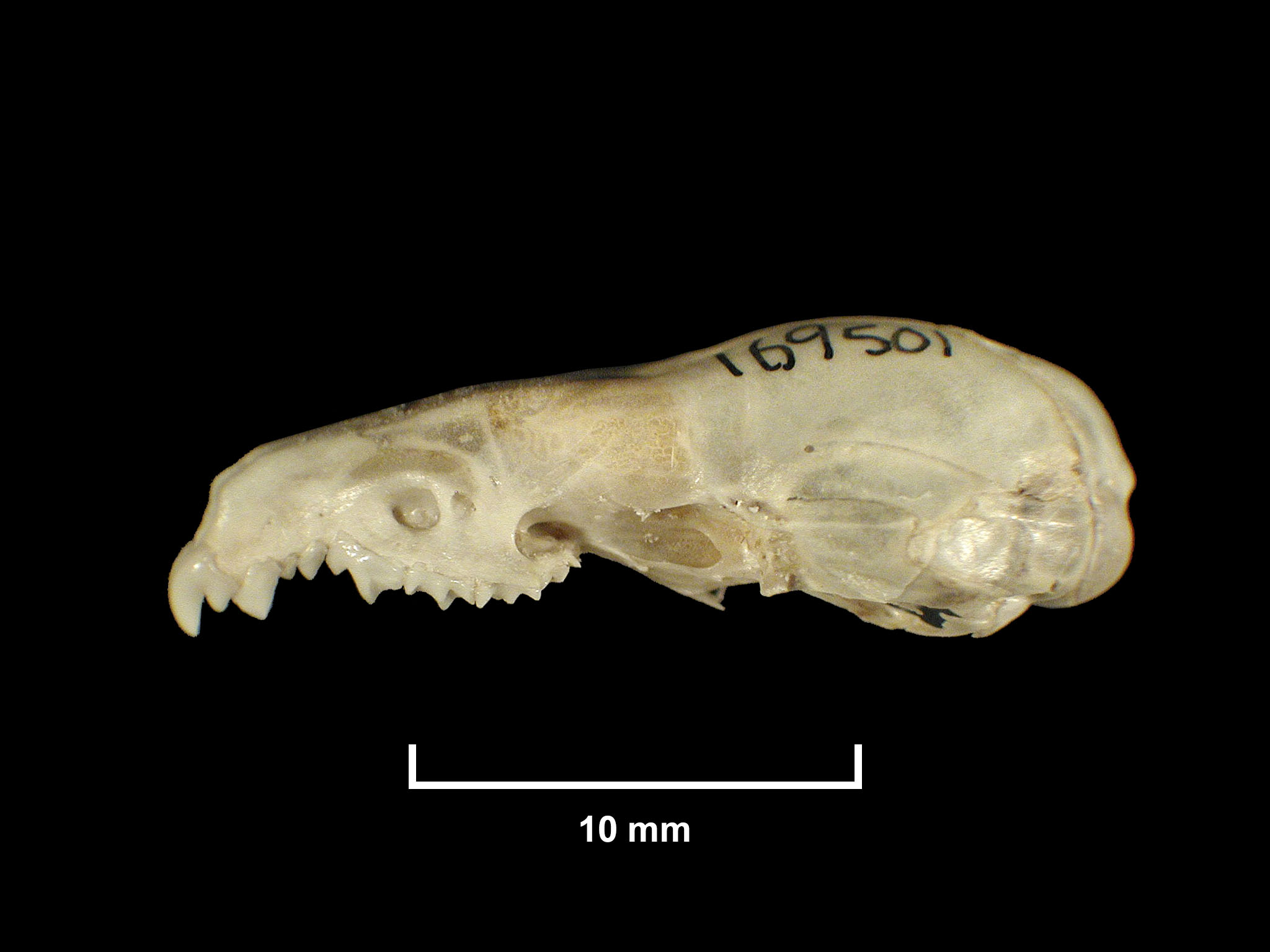 Myosorex kihaulei Stanley & Hutterer, 2000