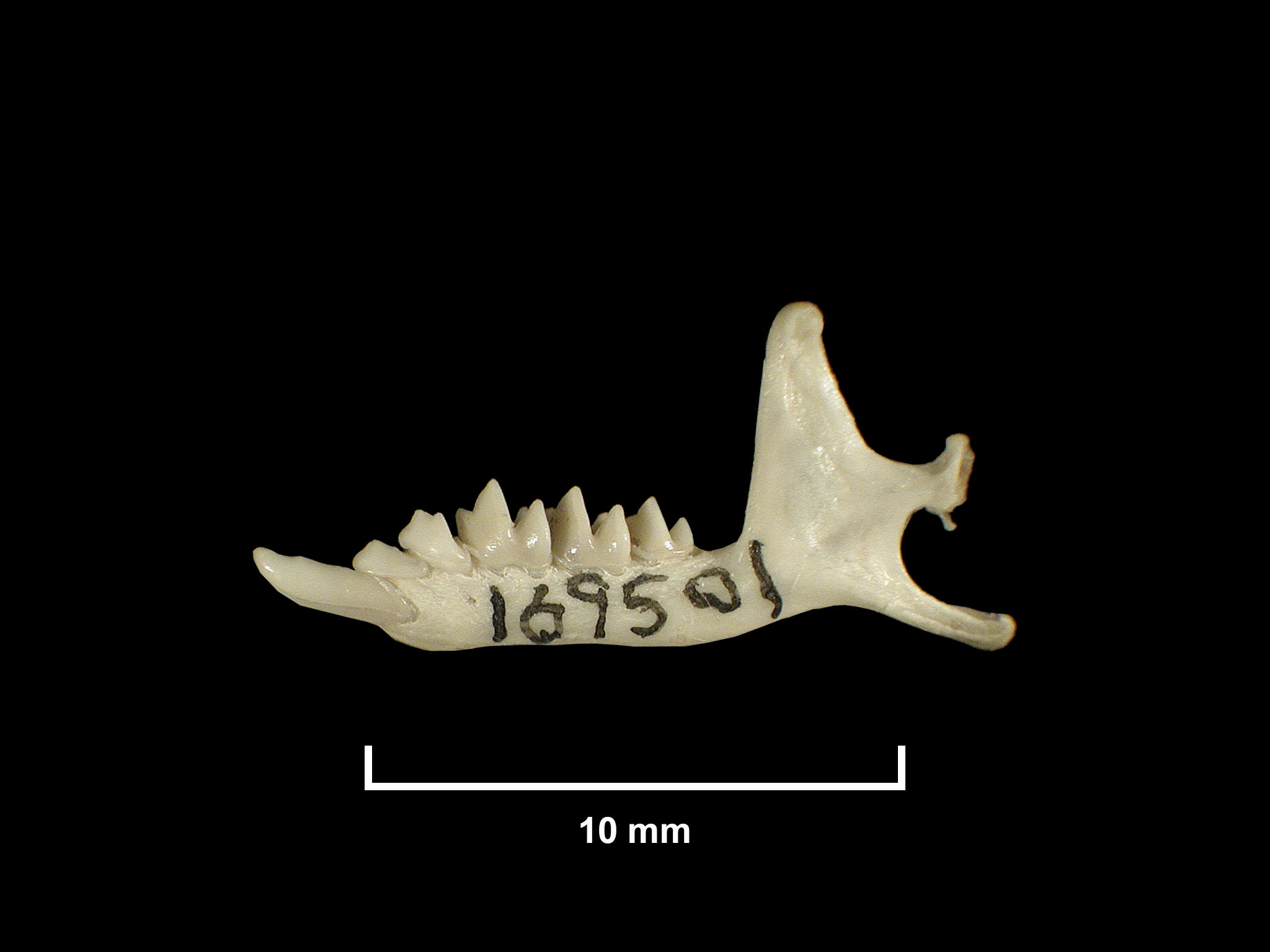 Myosorex kihaulei Stanley & Hutterer, 2000