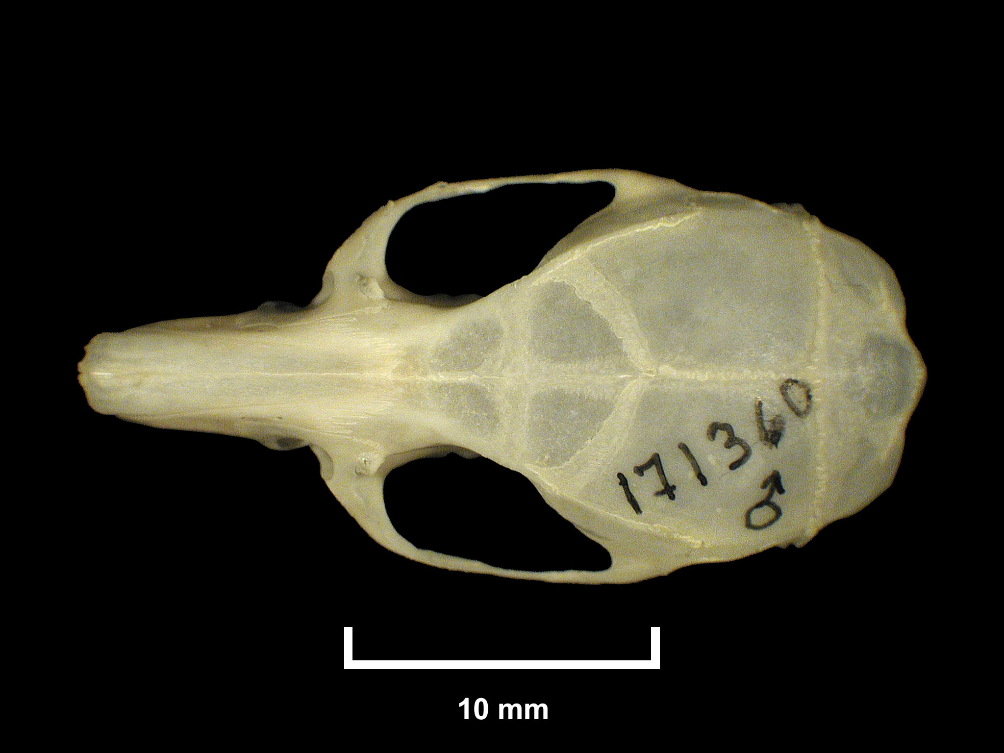 FMNH 171360 | Zoological Collections