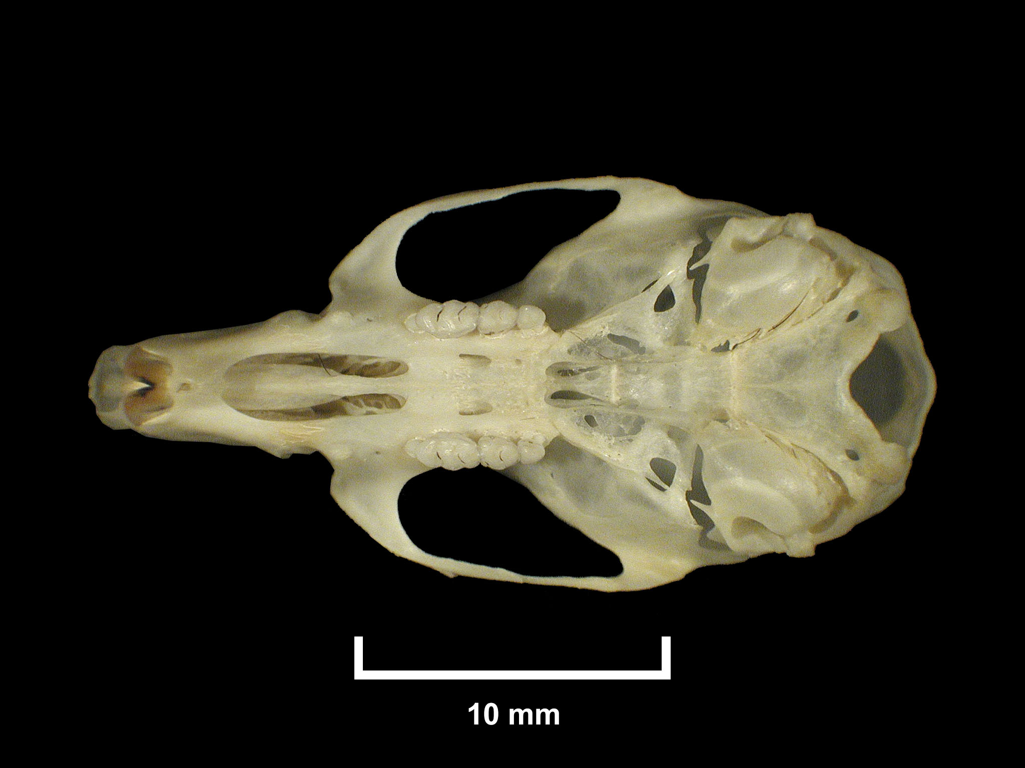 FMNH 171360 | Zoological Collections