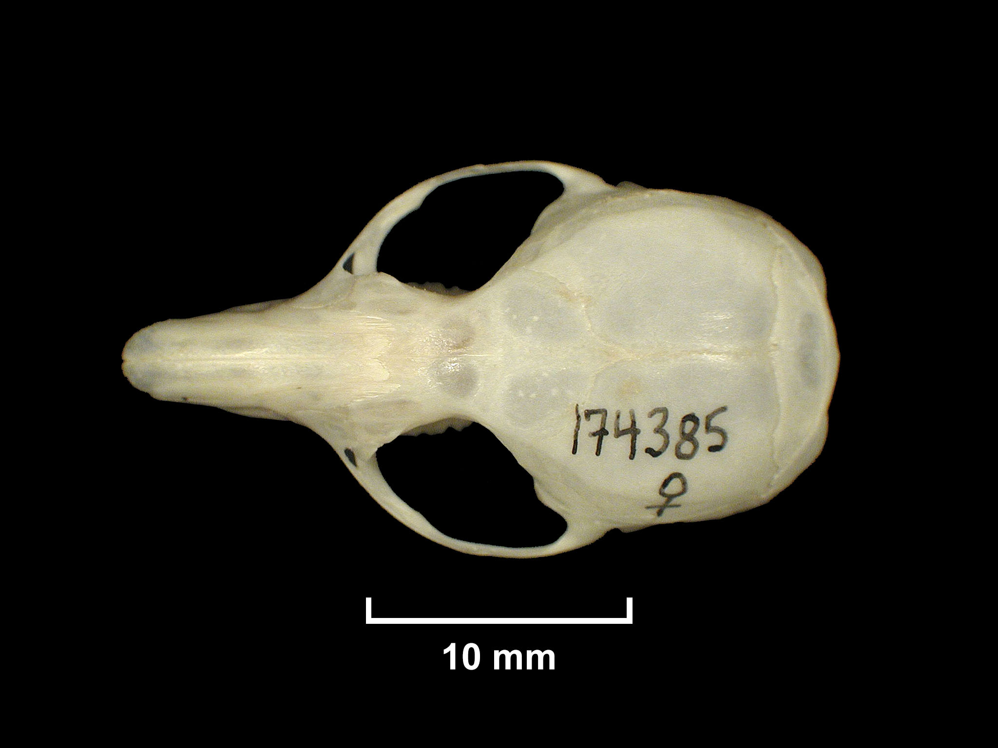 FMNH 174385 | Zoological Collections