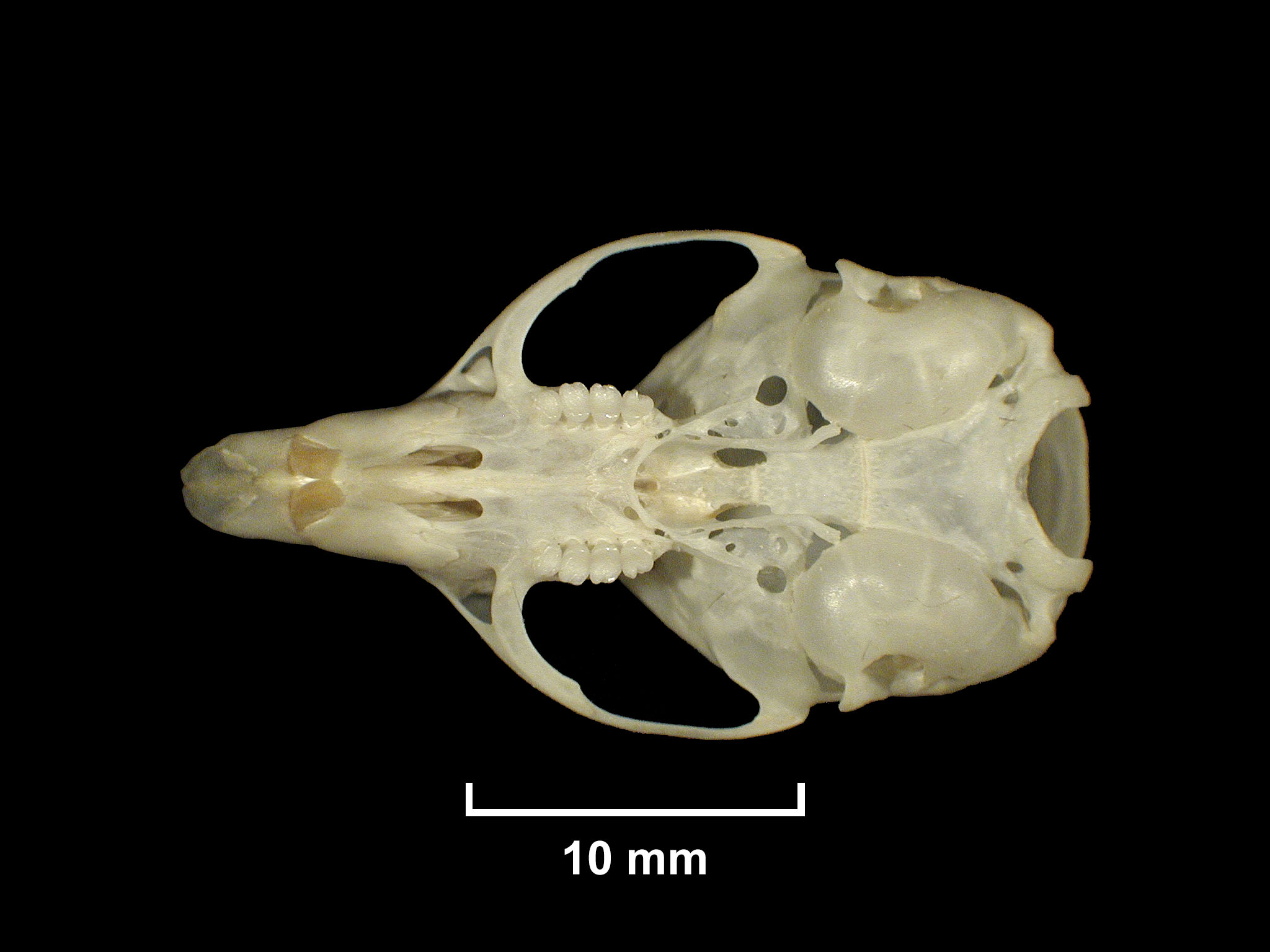 FMNH 174385 | Zoological Collections