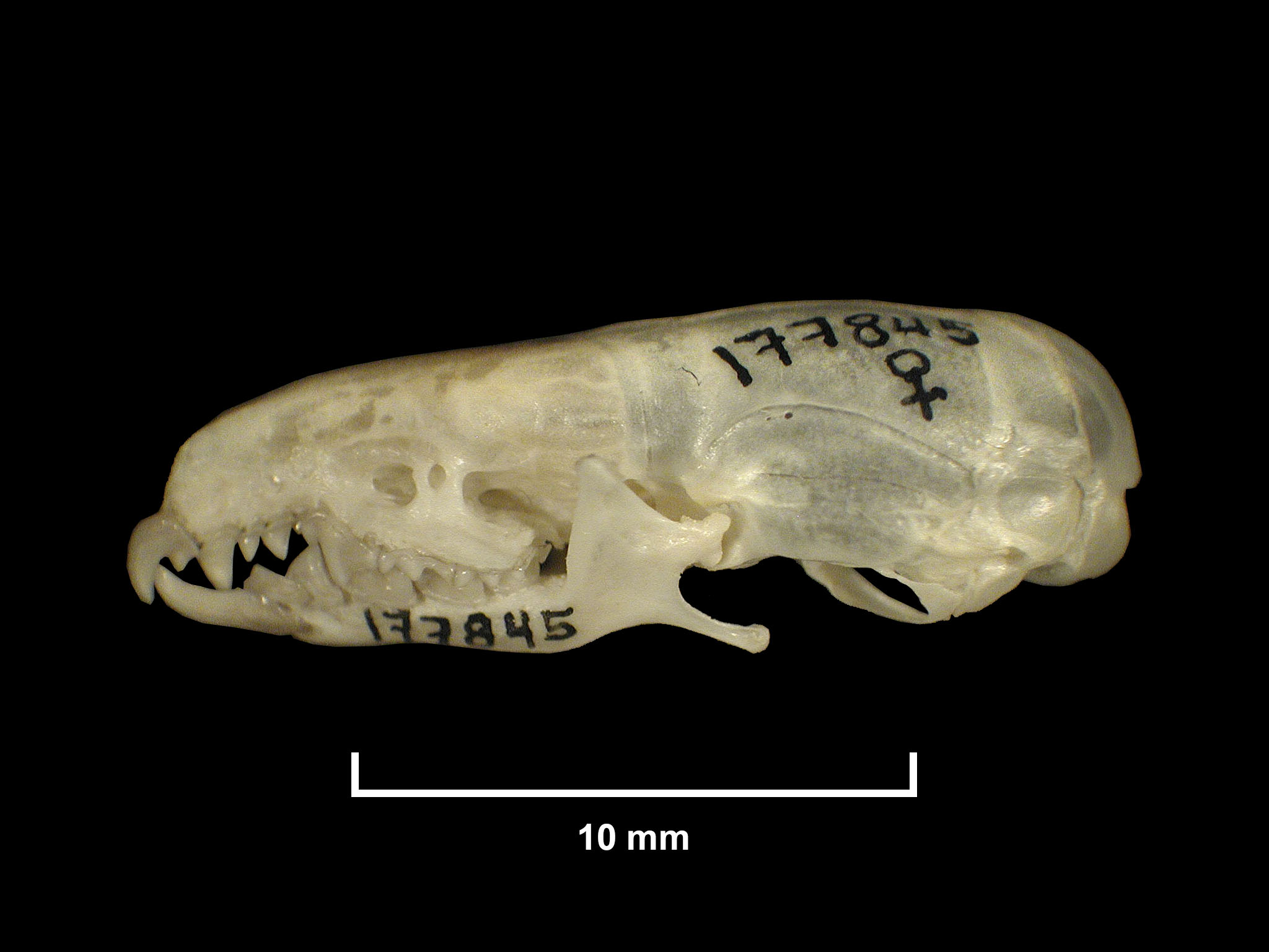 FMNH 177845 | Zoological Collections