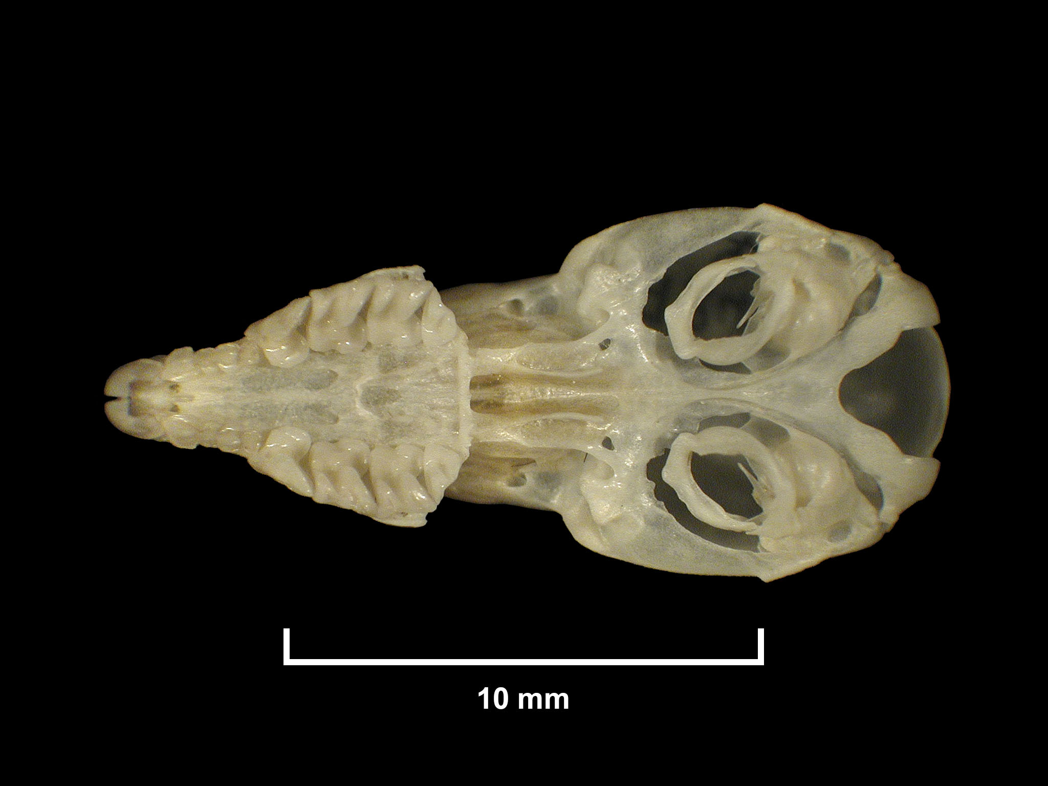 Suncus megalura (Jentink, 1888)