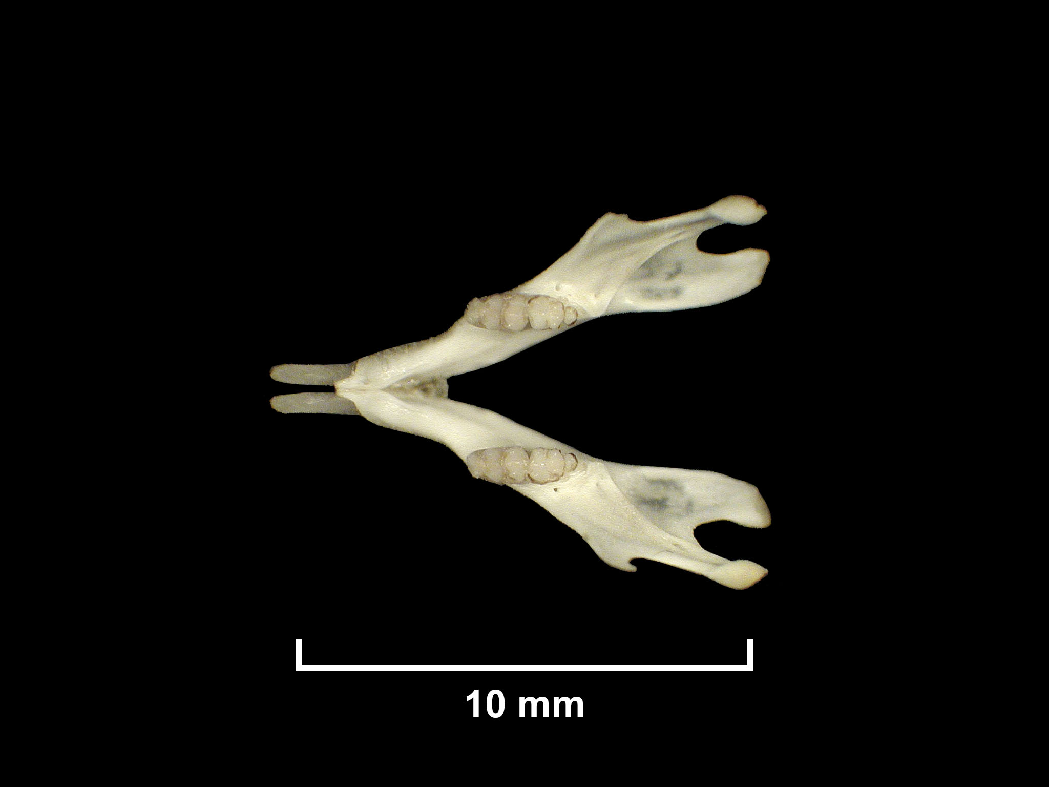 Mus musculoides Temminck, 1853