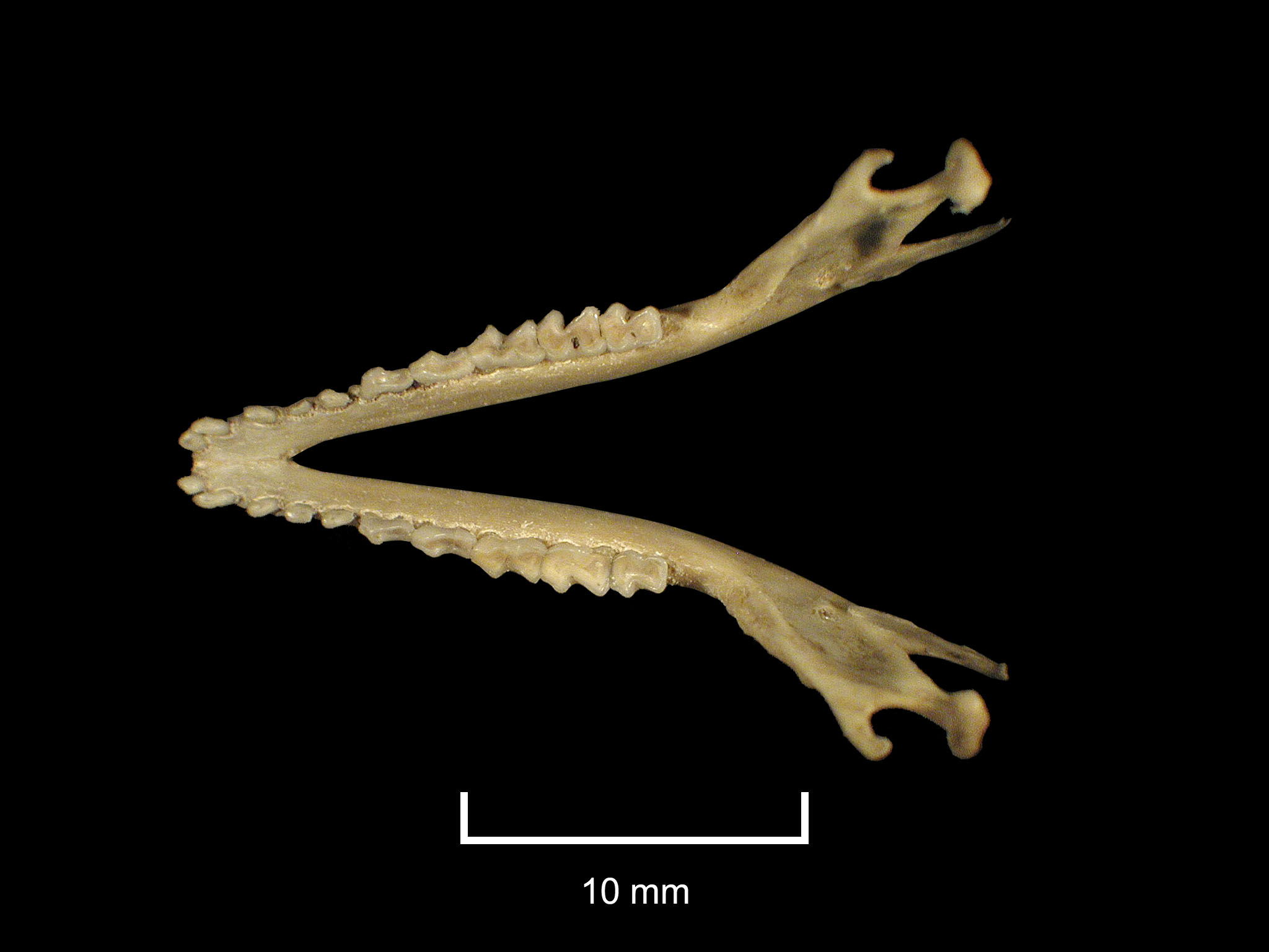 Elephantulus rufescens (Peters, 1878)