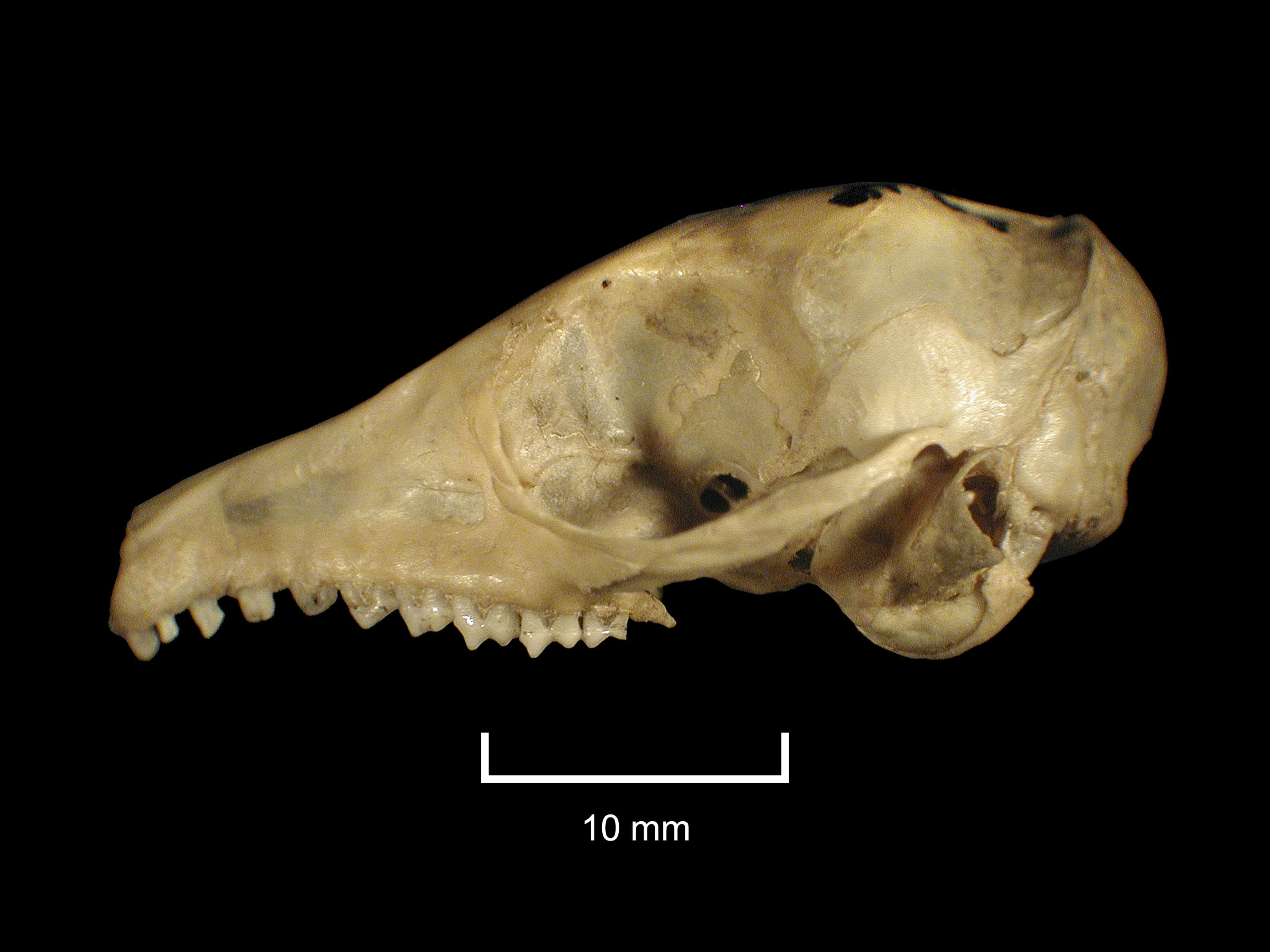 Elephantulus rufescens (Peters, 1878)