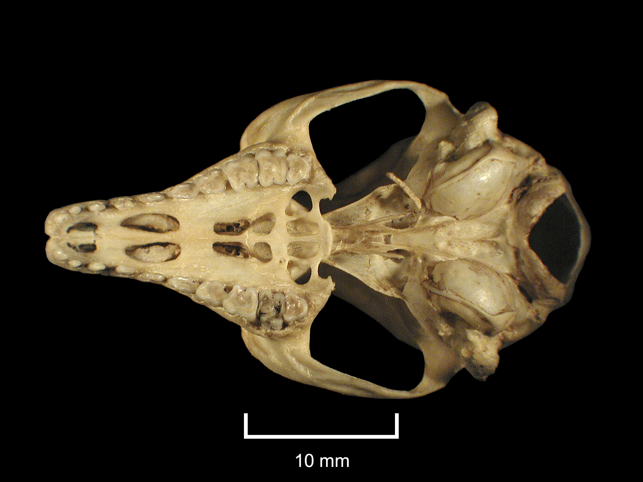 Elephantulus rufescens (Peters, 1878)