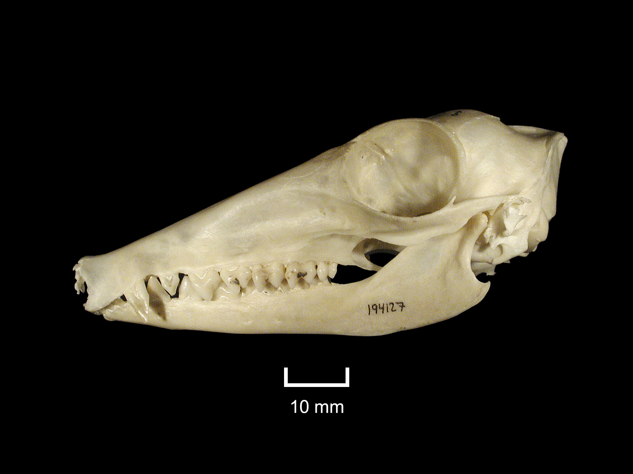 Rhynchocyon udzungwensis Rathbun & Rovero, 2008