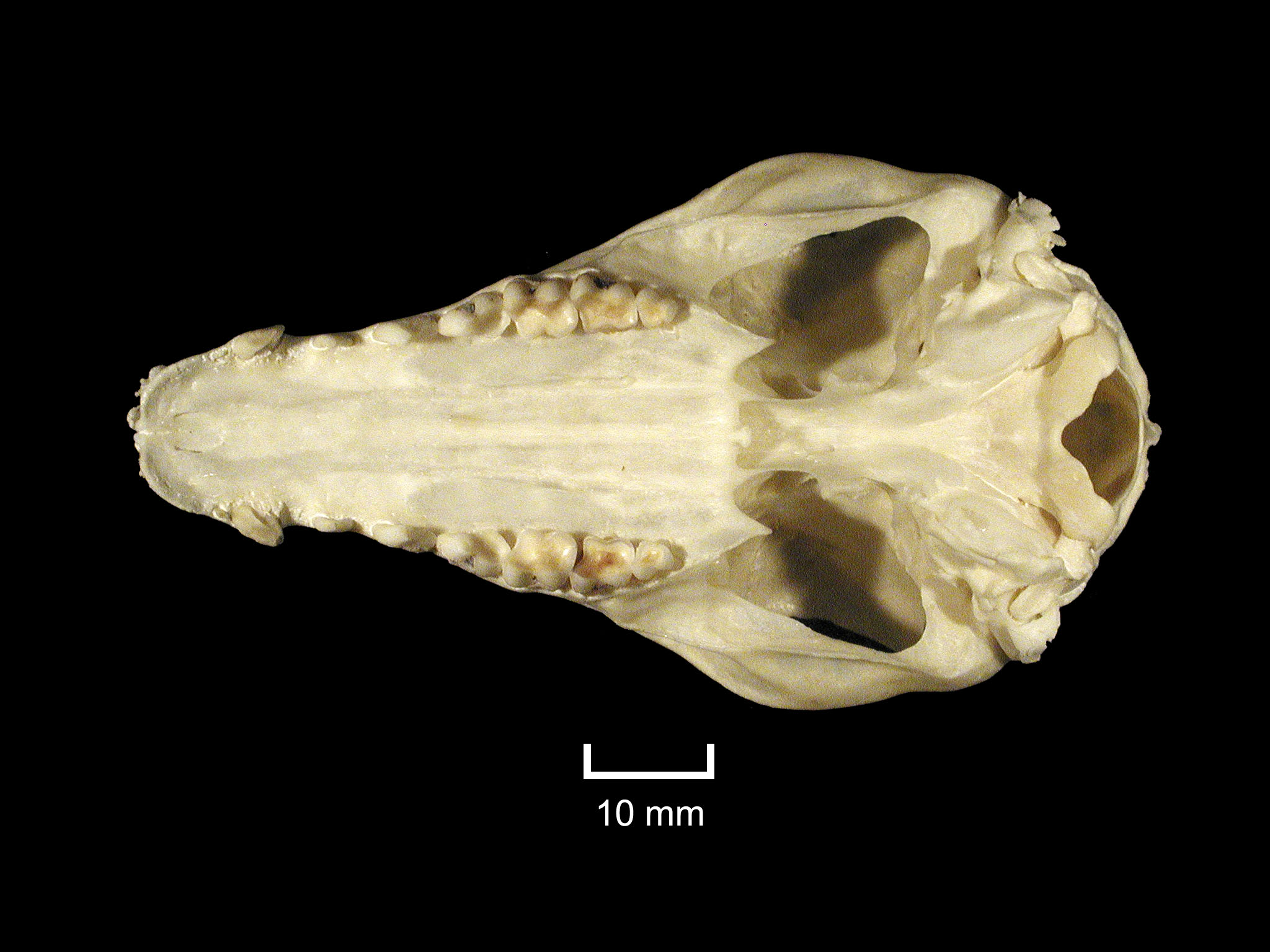 Rhynchocyon udzungwensis Rathbun & Rovero, 2008