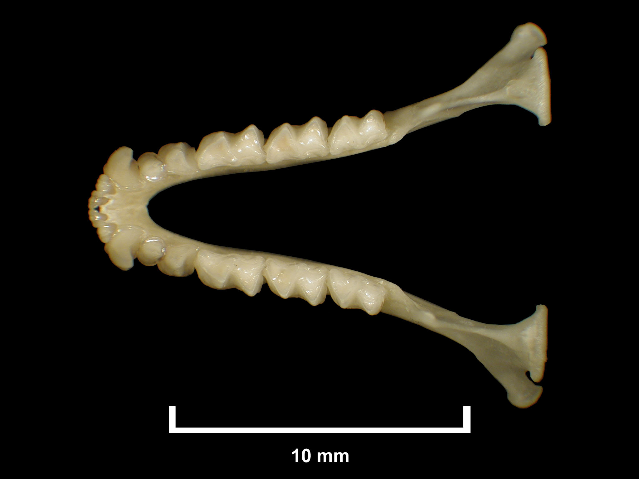 FMNH 197800 | Zoological Collections