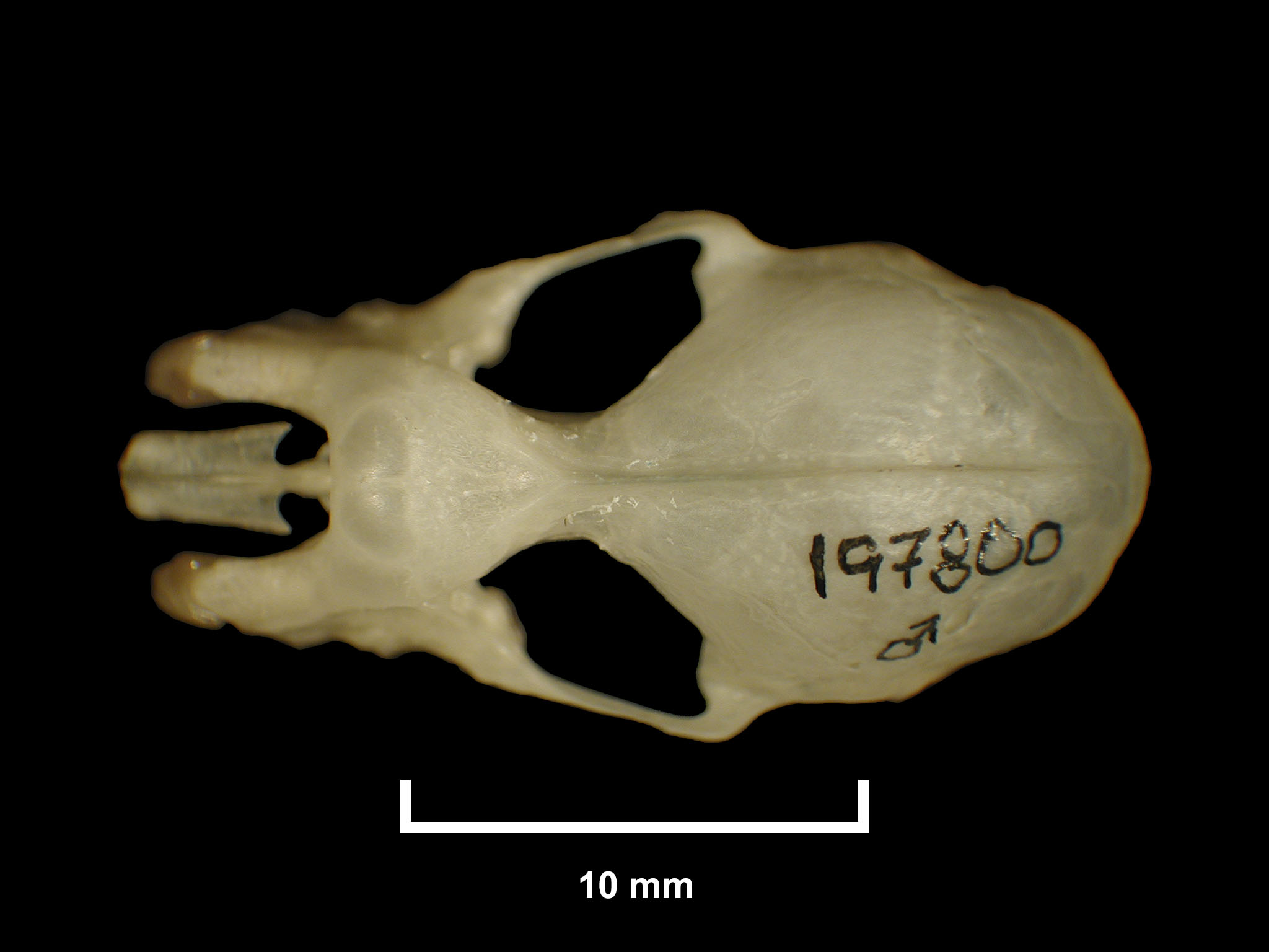 FMNH 197800 | Zoological Collections