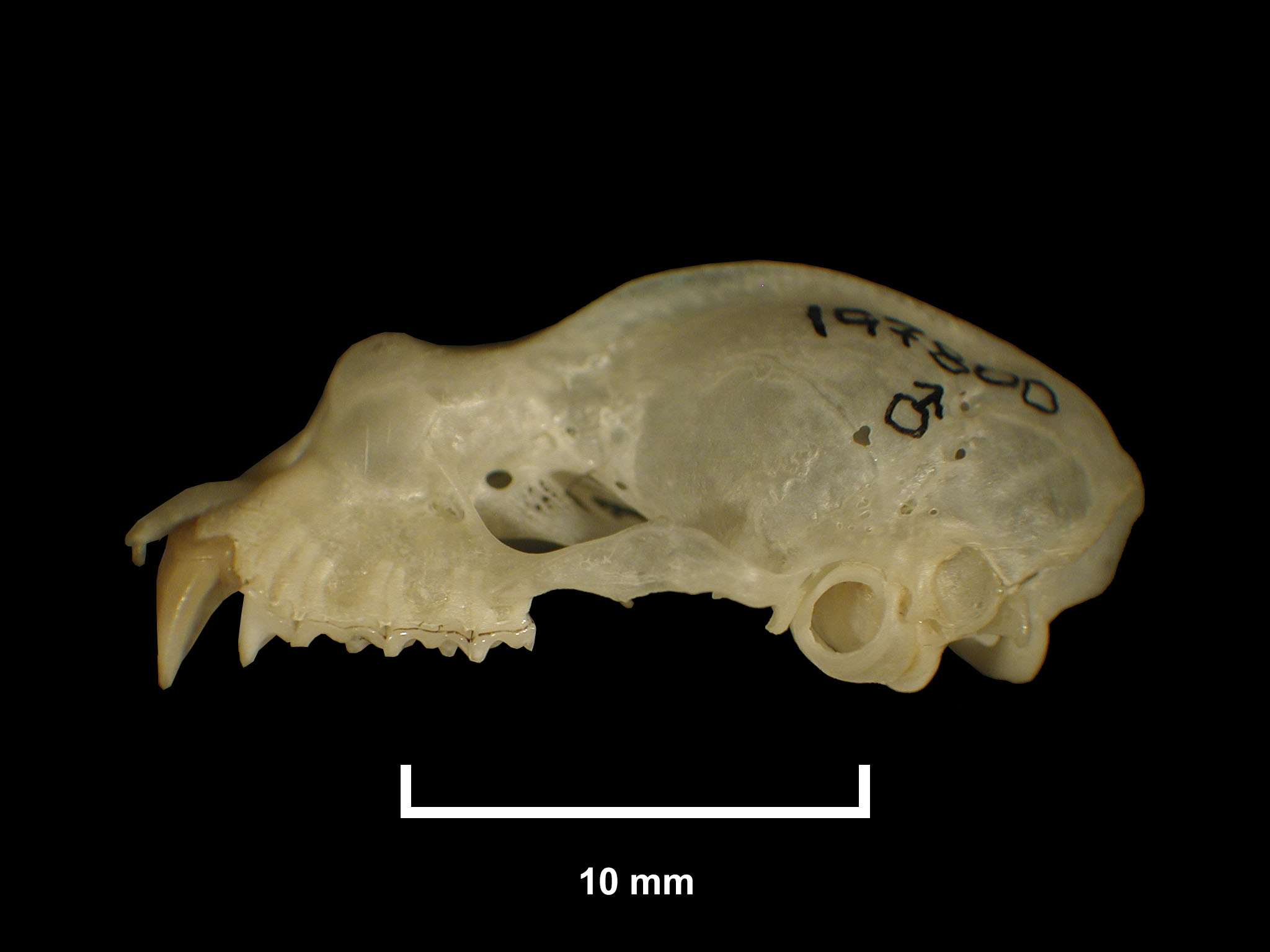 FMNH 197800 | Zoological Collections