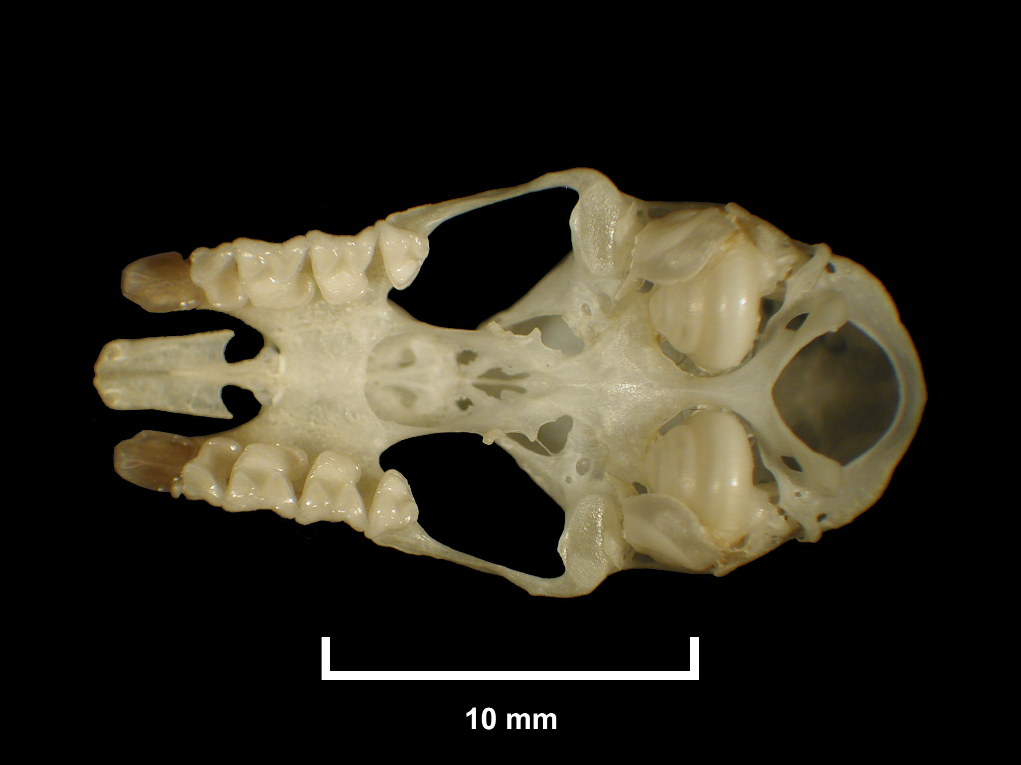FMNH 197800 | Zoological Collections
