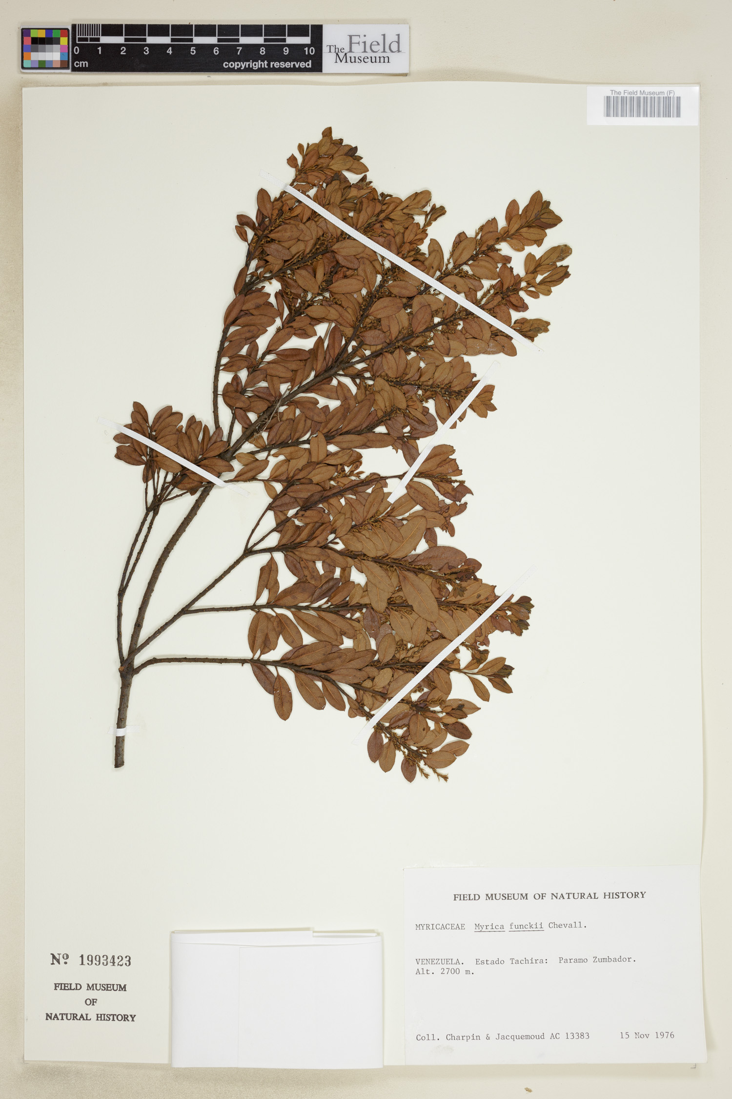 HVAA - Occurrence Profile