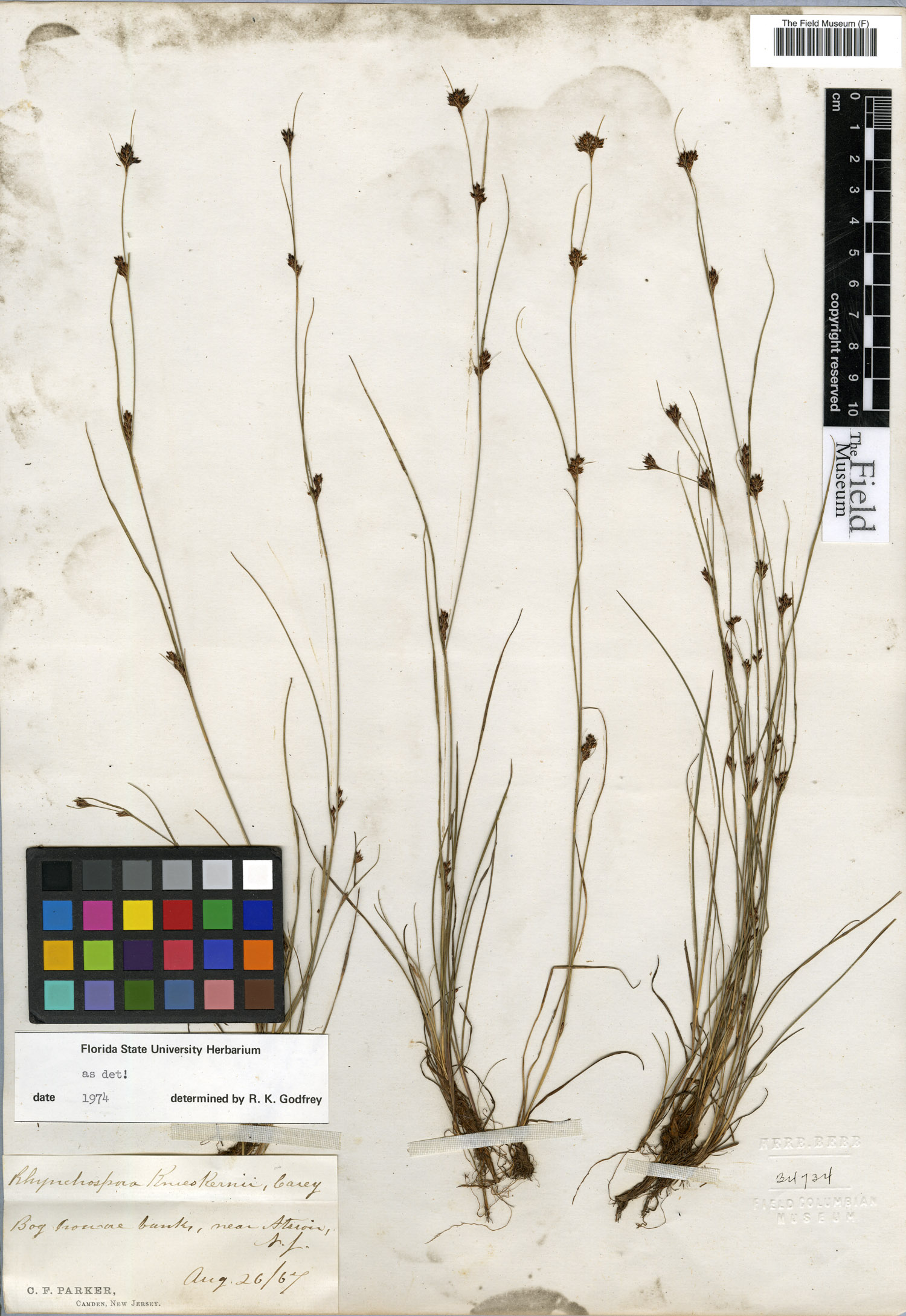 Rhynchospora knieskernii J.Carey