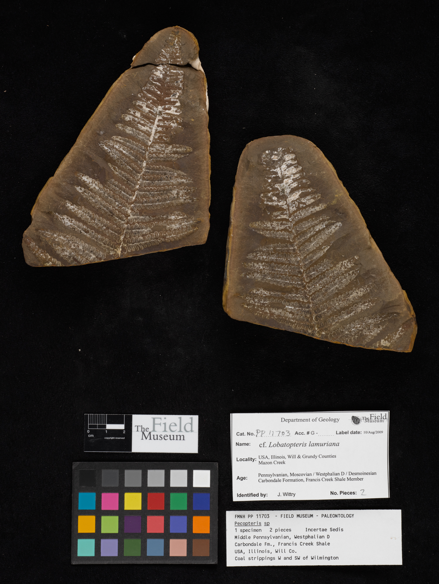 Pecopteris oreopteridia Brongniart | Geology Collections