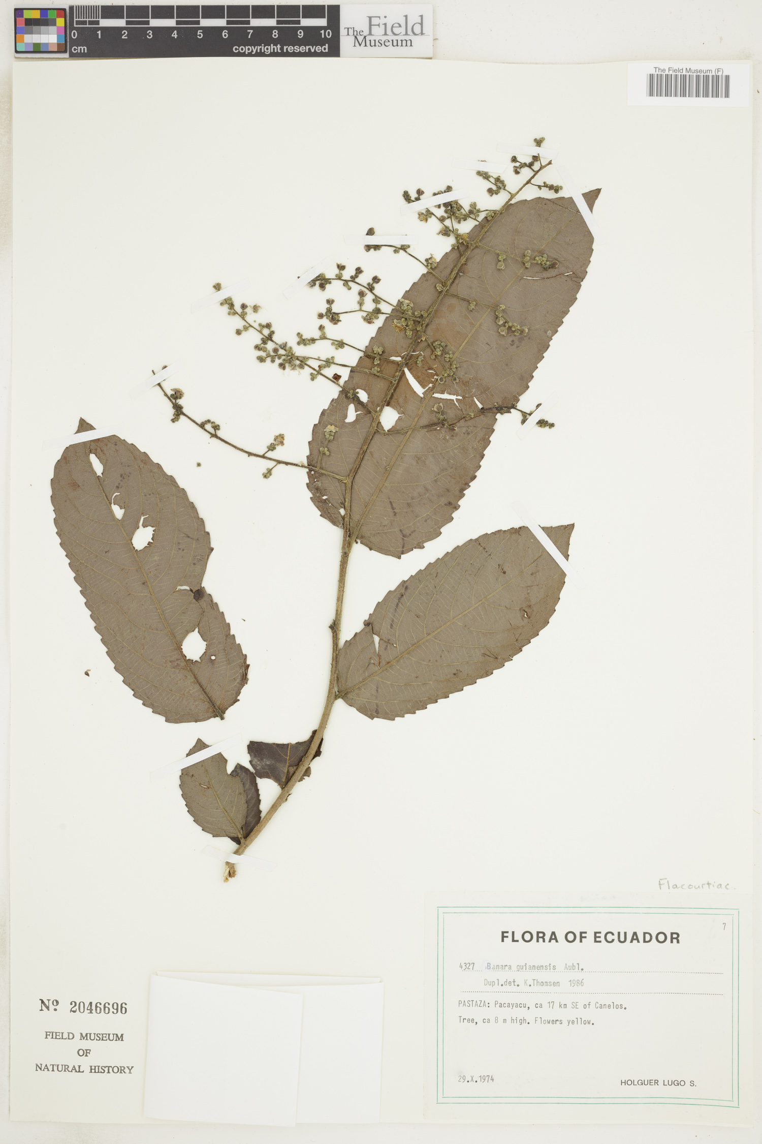 HVAA Detailed Collection Record Information